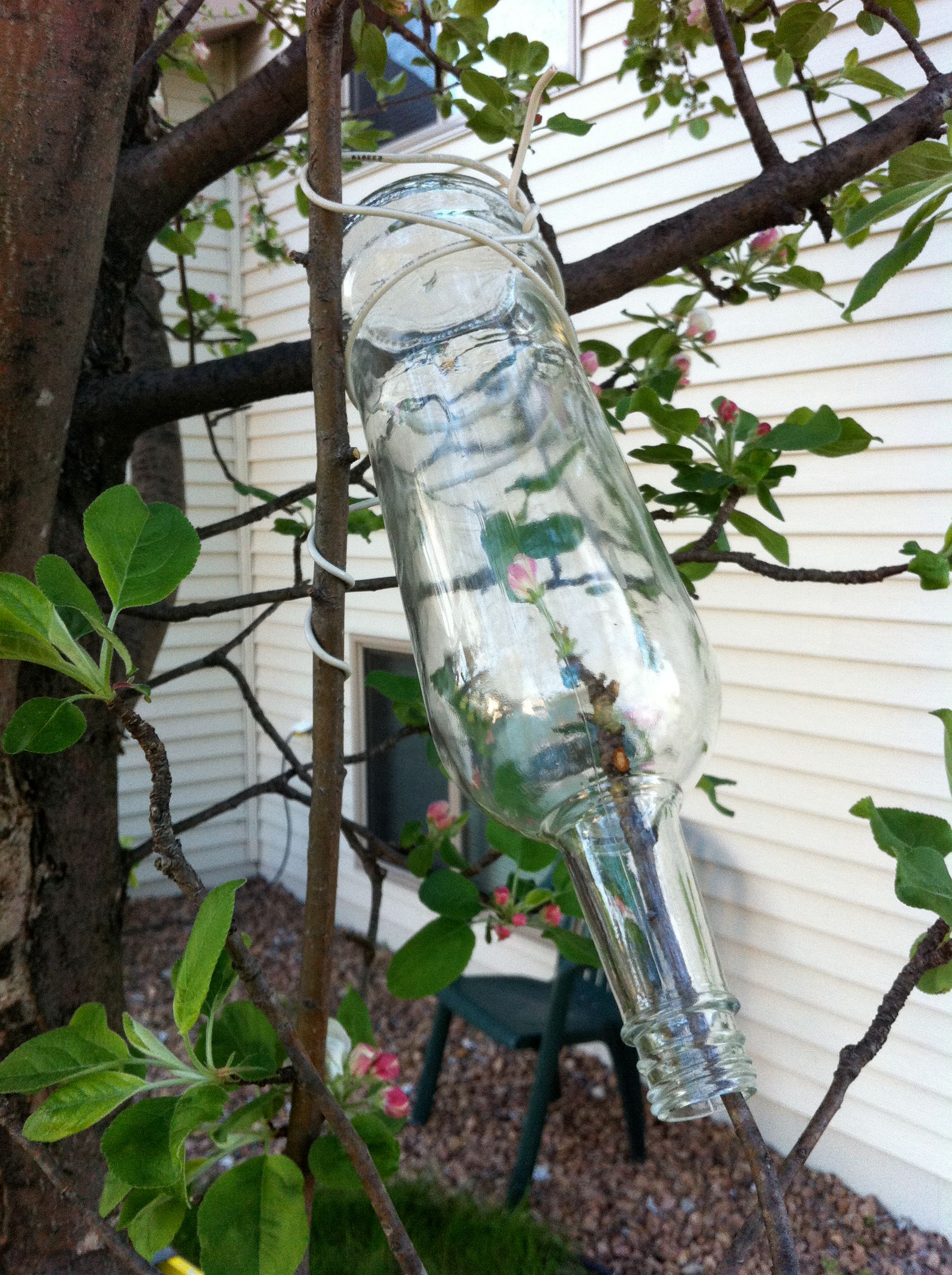 How to Grow an Apple in a Bottle : 15 Steps (with Pictures) - Instructables