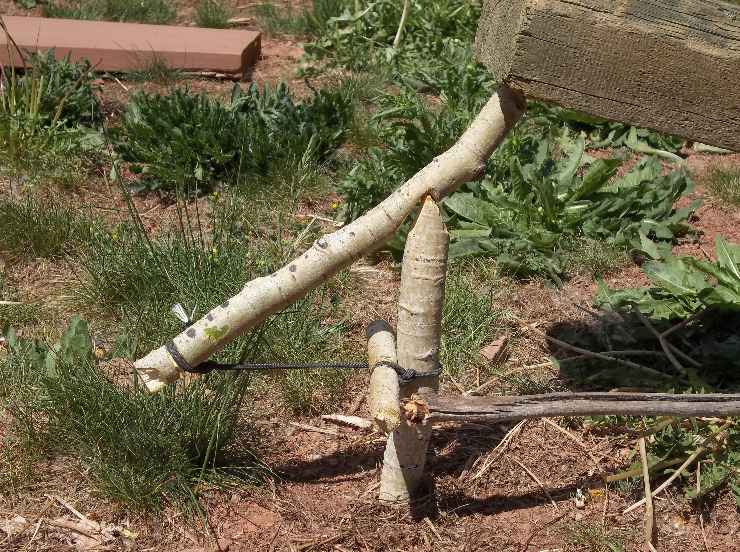 Paiute Deadfall Trap : 4 Steps (with Pictures) - Instructables