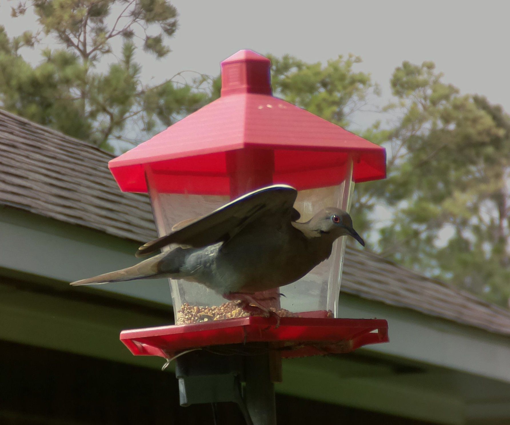 Bird Feeder Monitor V2.0 : 12 Steps (with Pictures) - Instructables
