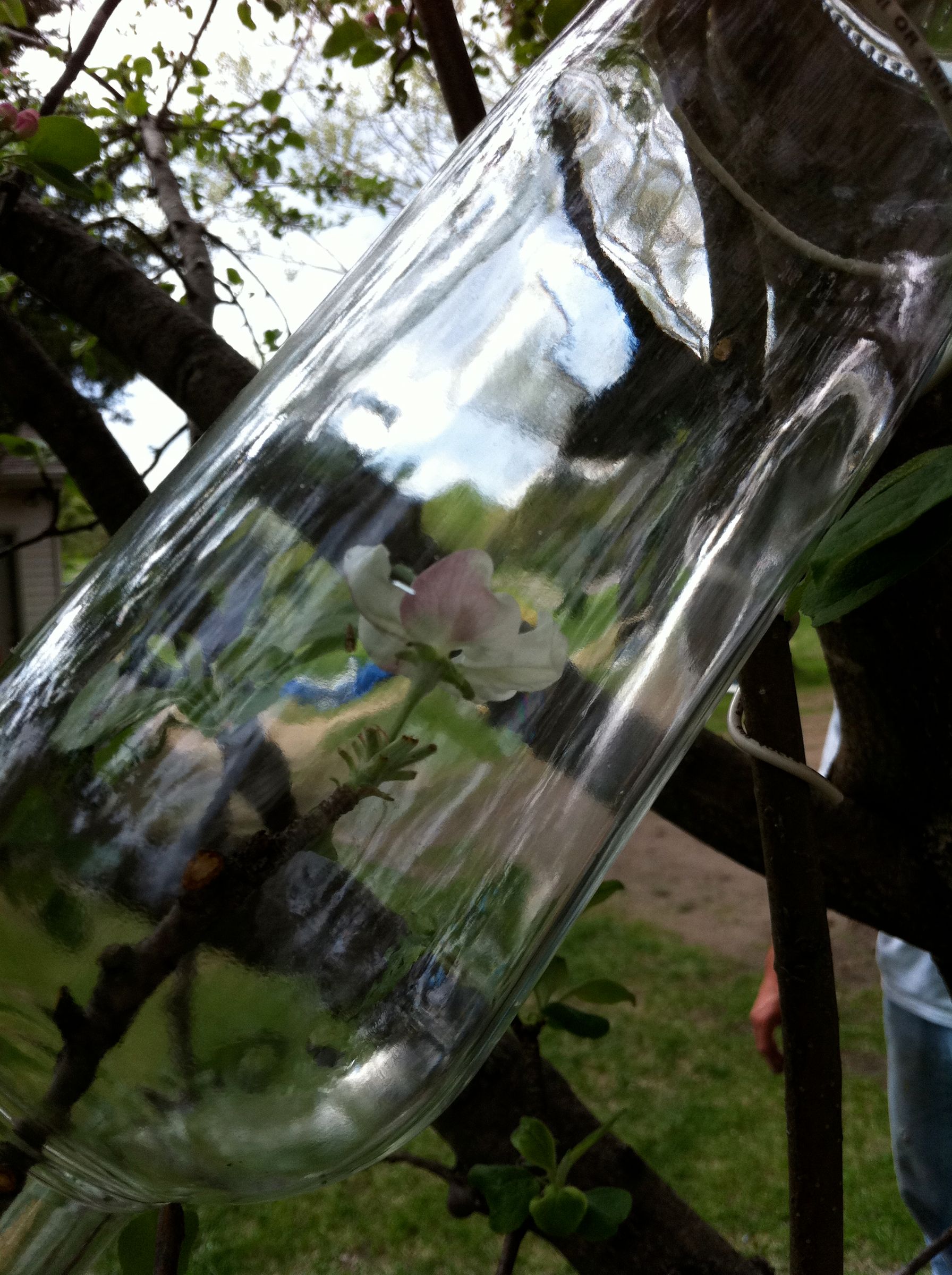 How to Grow an Apple in a Bottle : 15 Steps (with Pictures) - Instructables