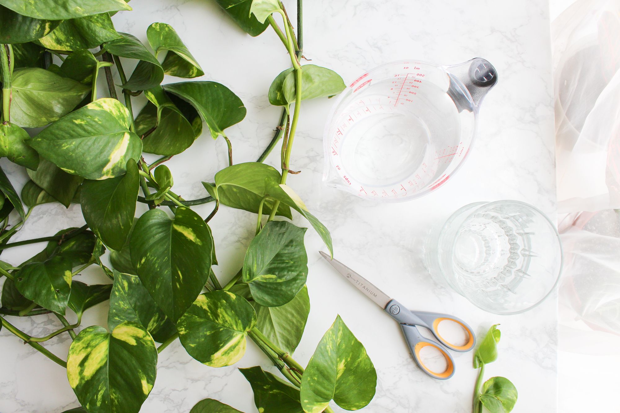 How to Propagate a Pothos Plant : 6 Steps (with Pictures) - Instructables