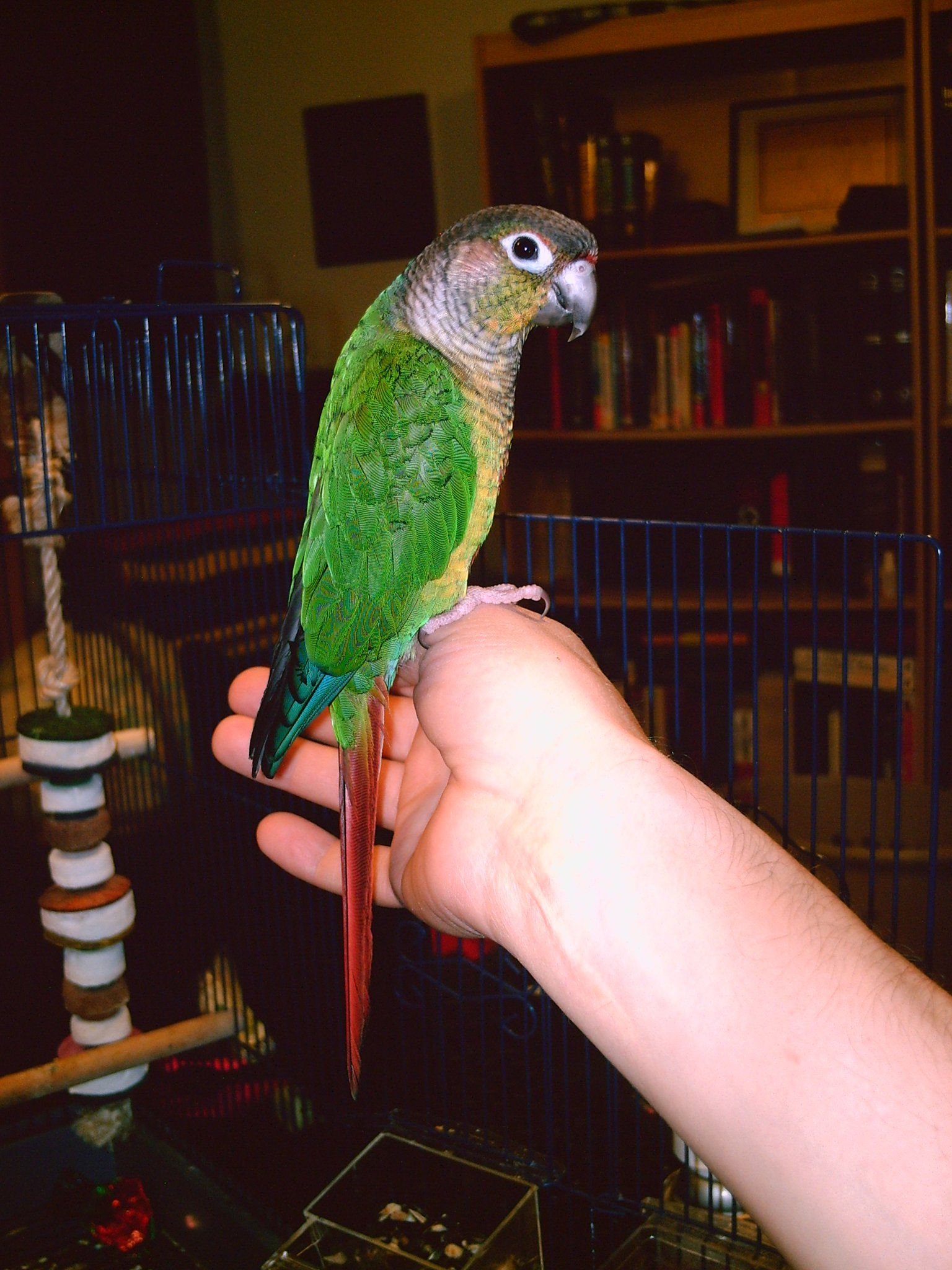 Walk-in Bird Aviary : 9 Steps (with Pictures) - Instructables
