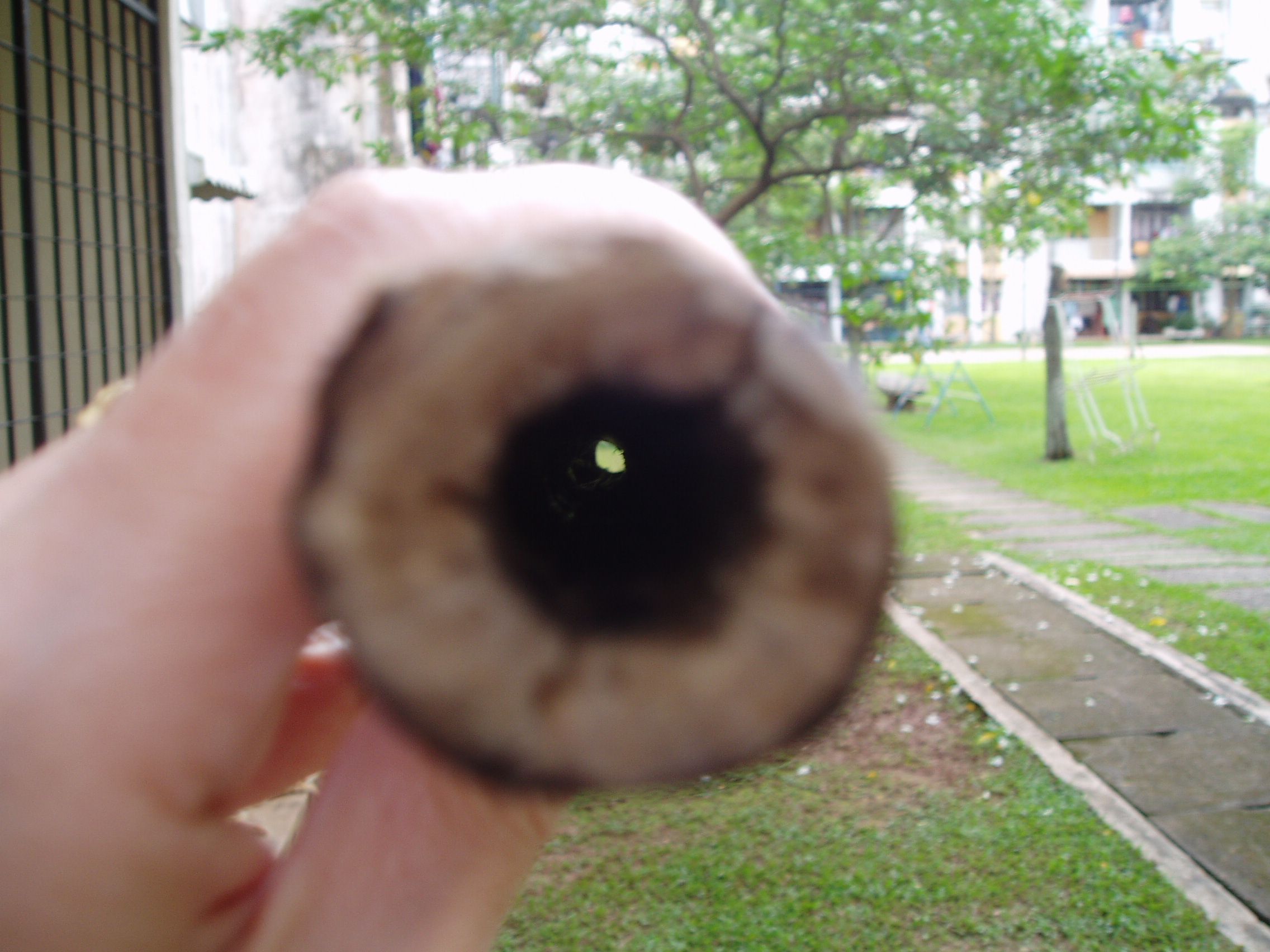 How to Make a Wooden Blowgun and Darts : 5 Steps - Instructables