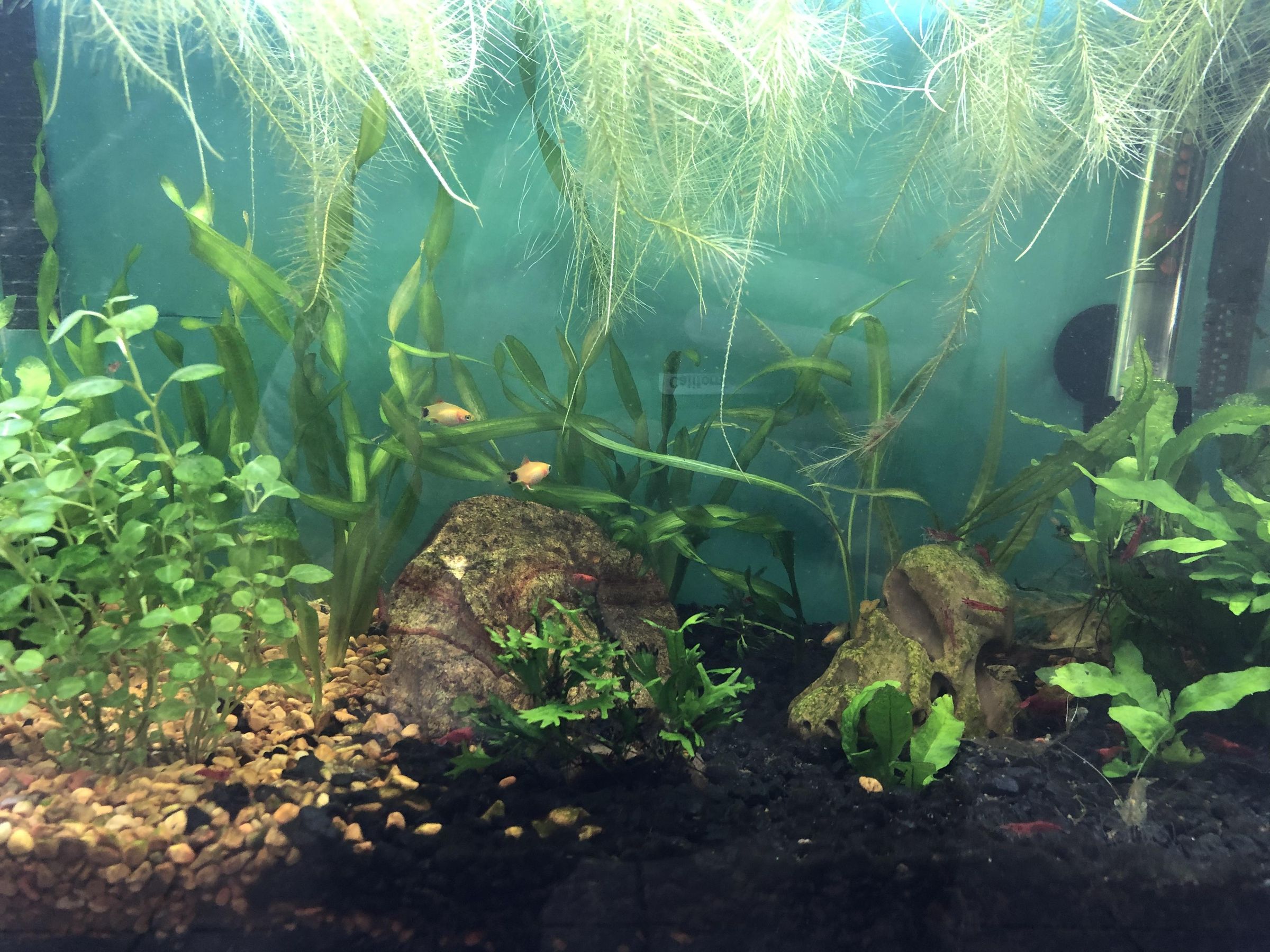 Low Maintenance Planted Aquarium : 7 Steps (with Pictures) - Instructables