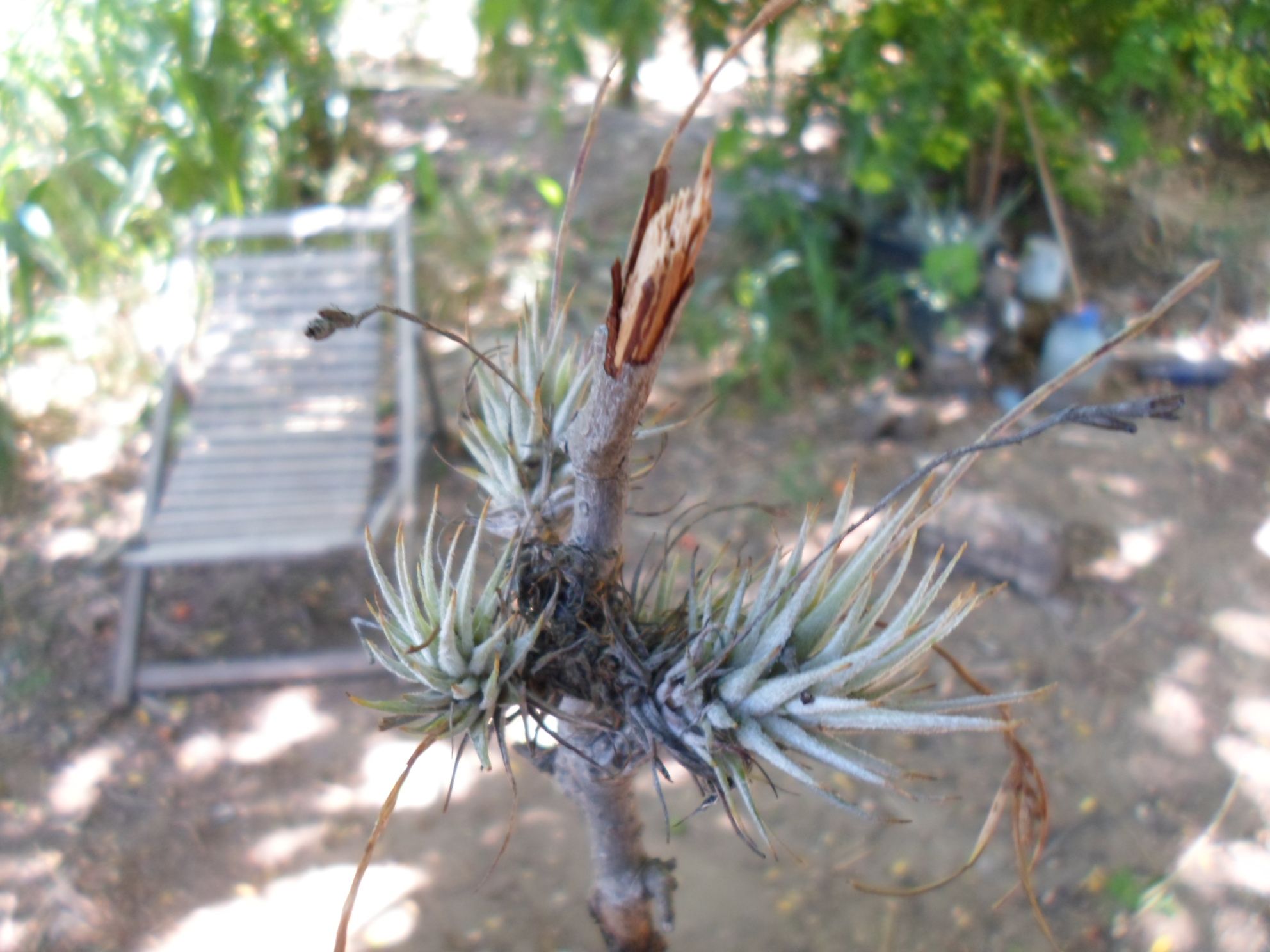 Create Your Own Fluorescent Plant : 7 Steps - Instructables