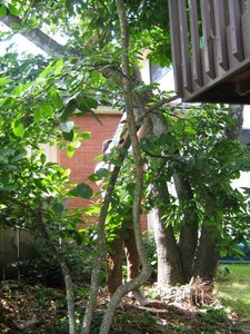 How to Build a Treehouse : 17 Steps (with Pictures) - Instructables