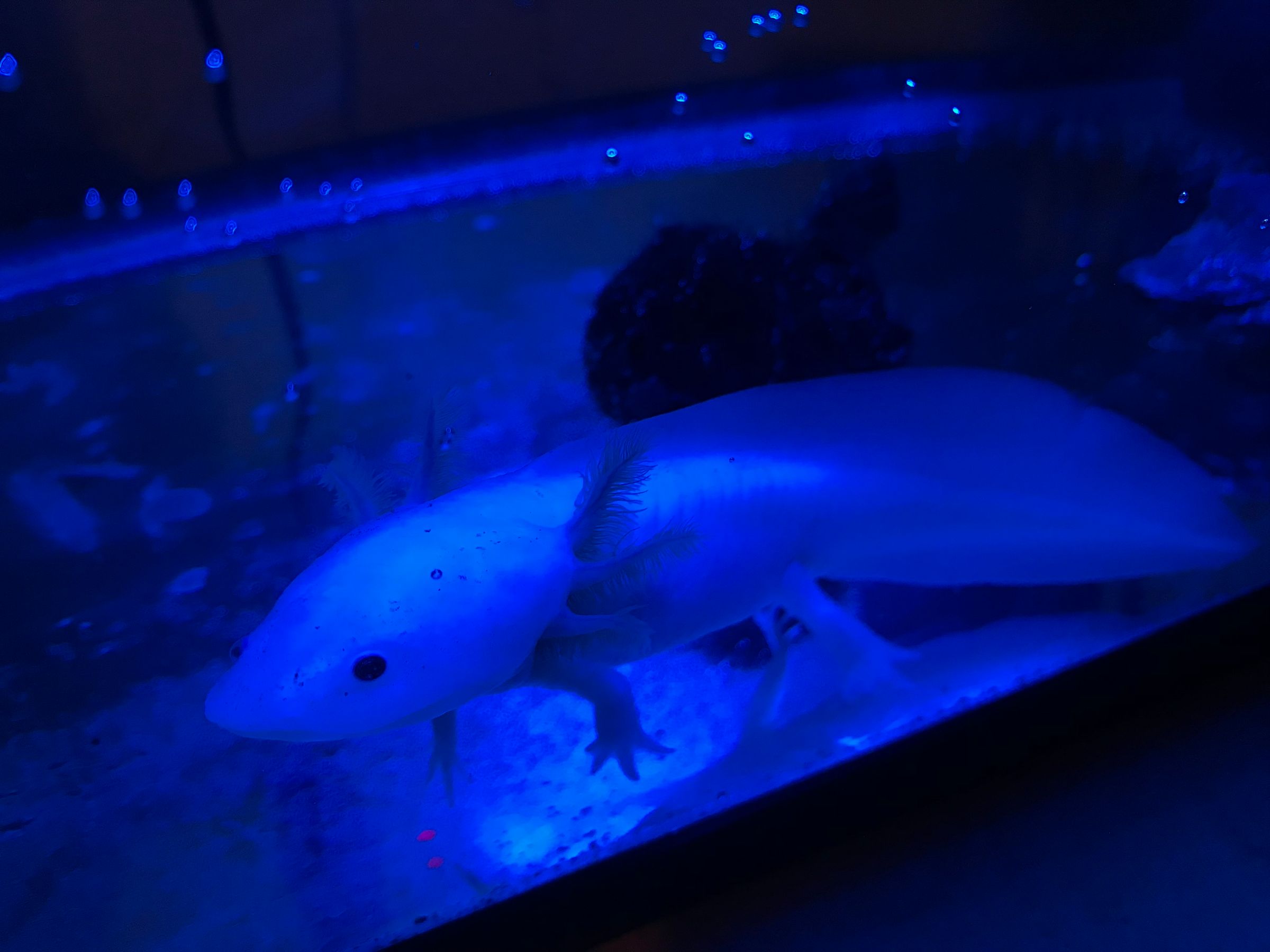 How to Set Up an Axolotl Tank : 7 Steps - Instructables