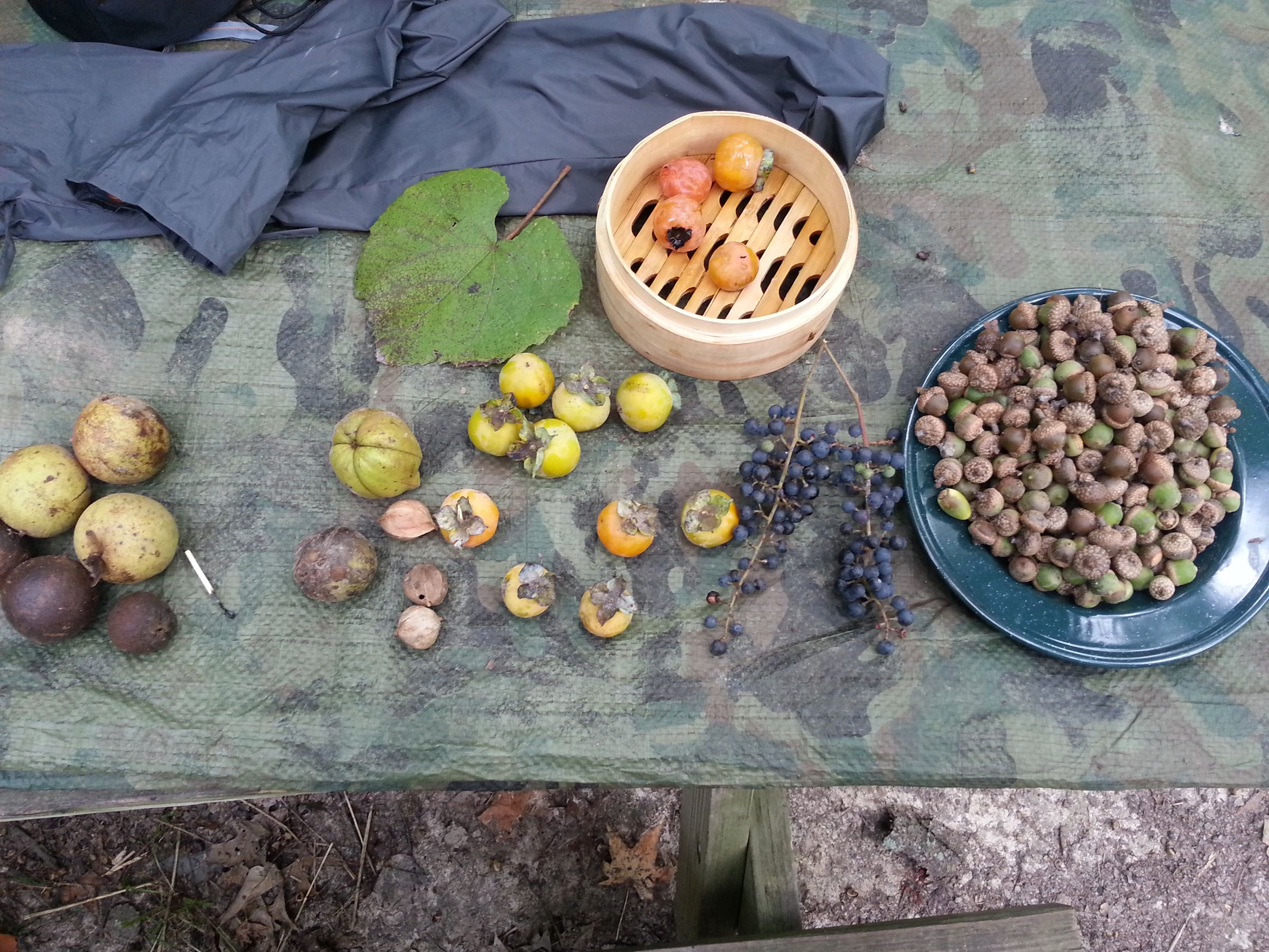 Processing Common Tree Foods: Acorns, Black Walnuts, Hickory Nuts ...
