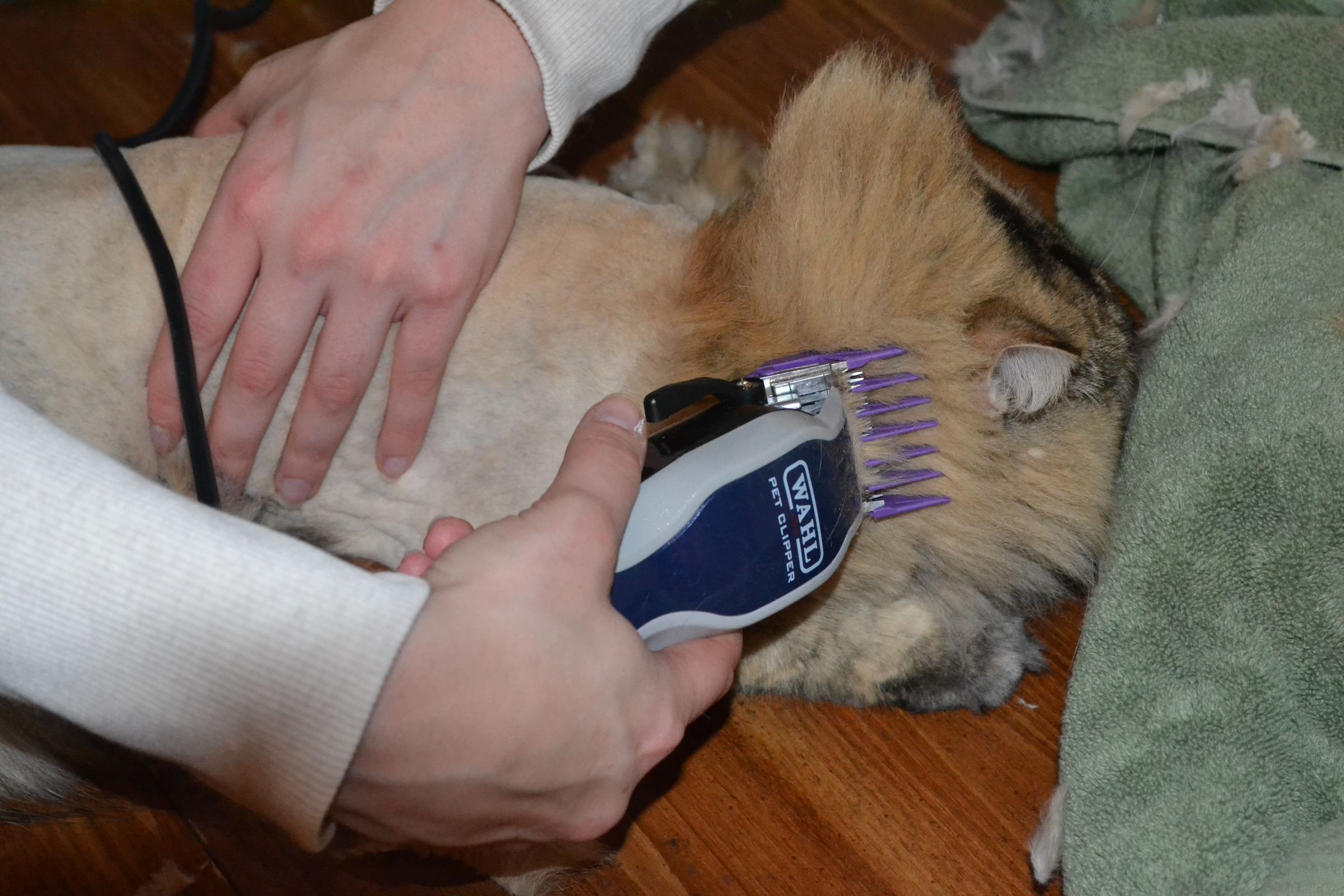 How to Groom Your Cat (Lion Cut) : 9 Steps (with Pictures) - Instructables