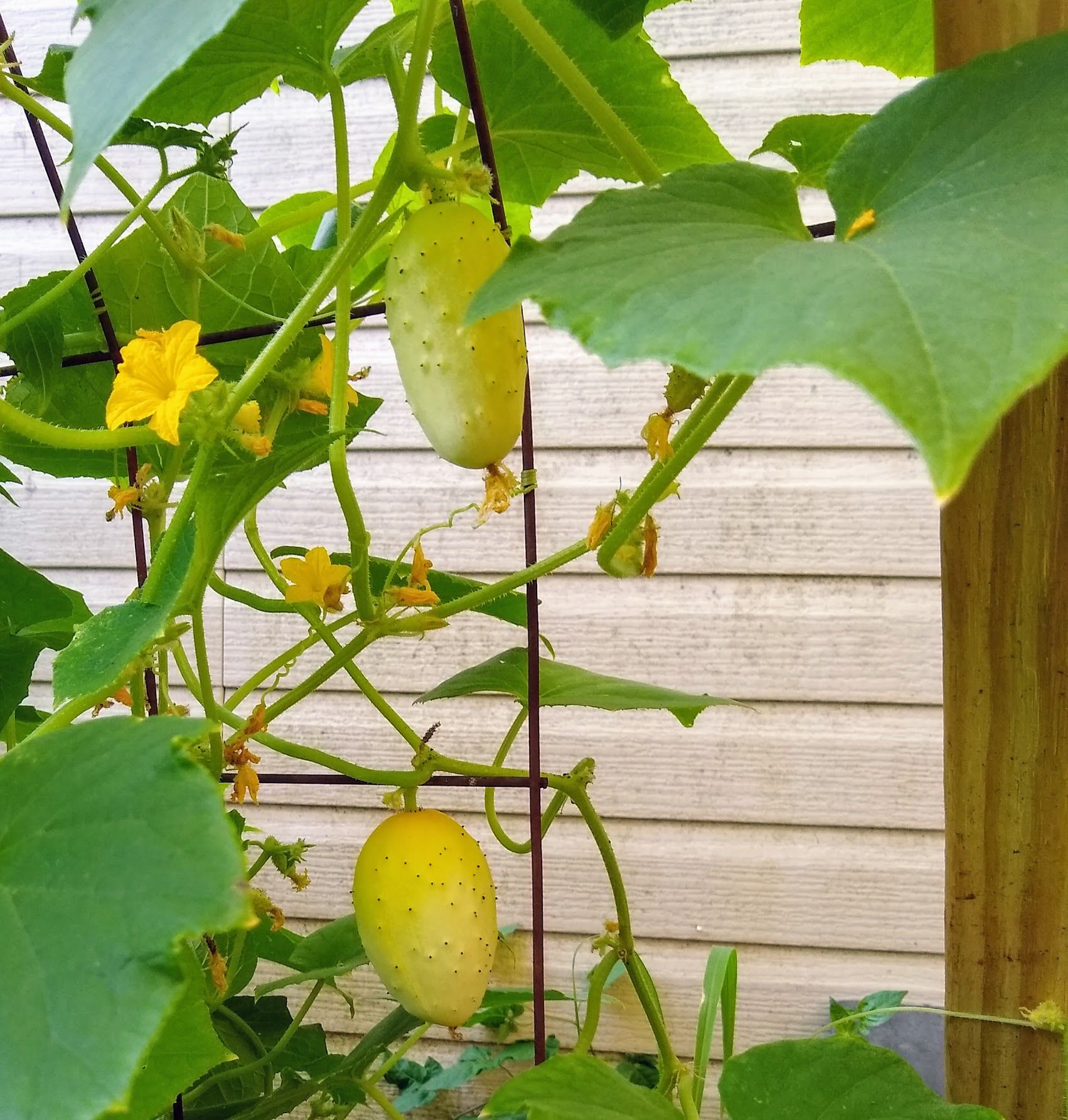 My Best Vegetable Trellis: Durable, Collapsible, Flexible : 8 Steps ...