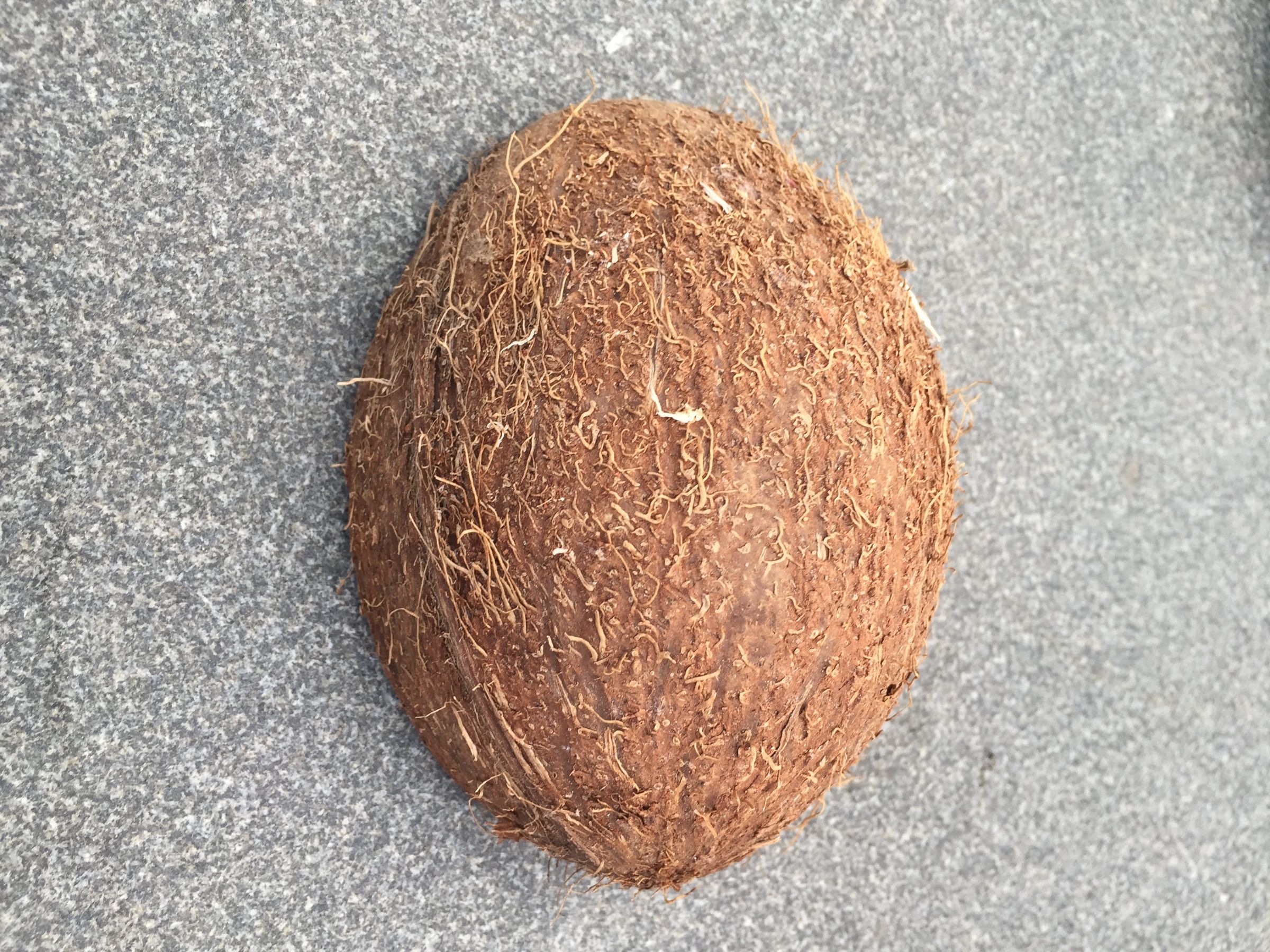 Turtle Shell From Coconut : 6 Steps (with Pictures) - Instructables