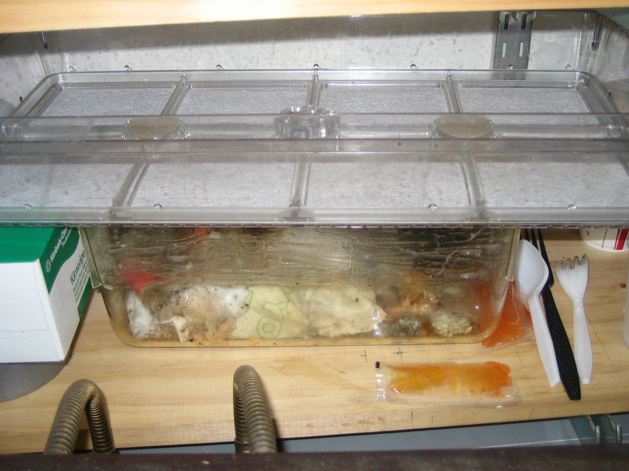 Raising Cockroaches (Intentionally) : 3 Steps - Instructables
