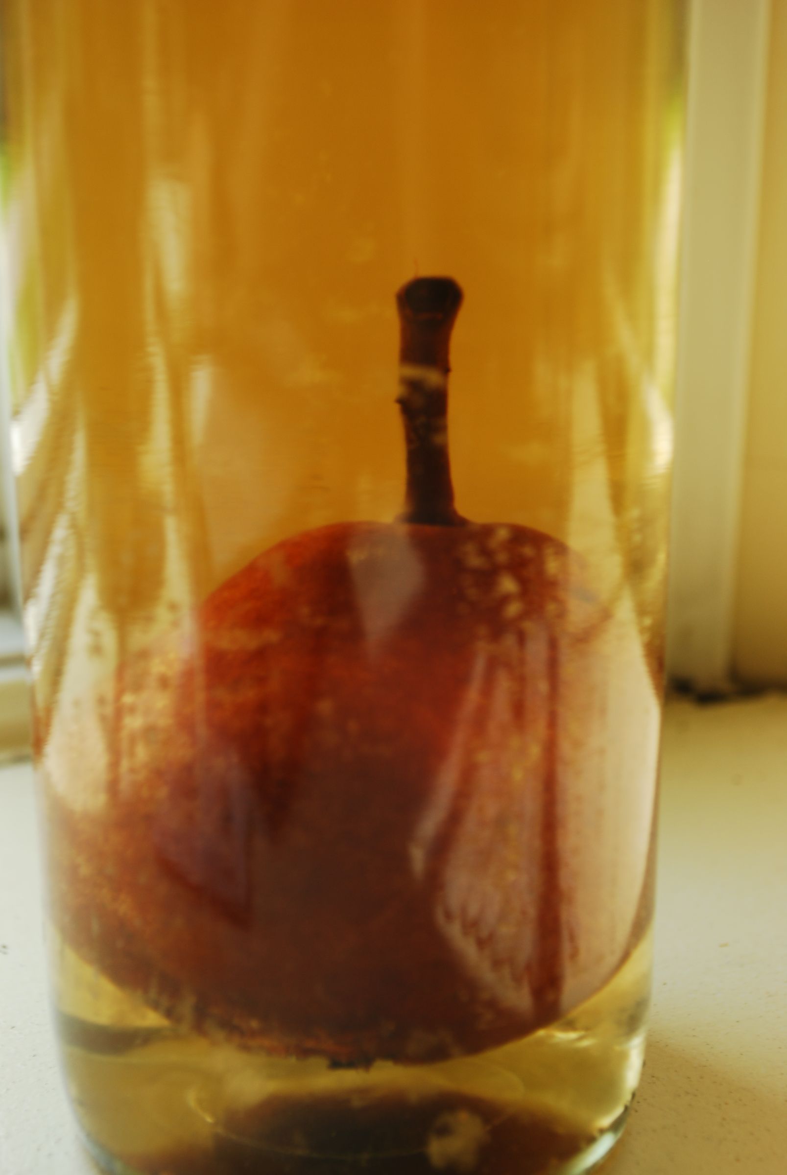Grow a Pear in a Bottle : 6 Steps - Instructables
