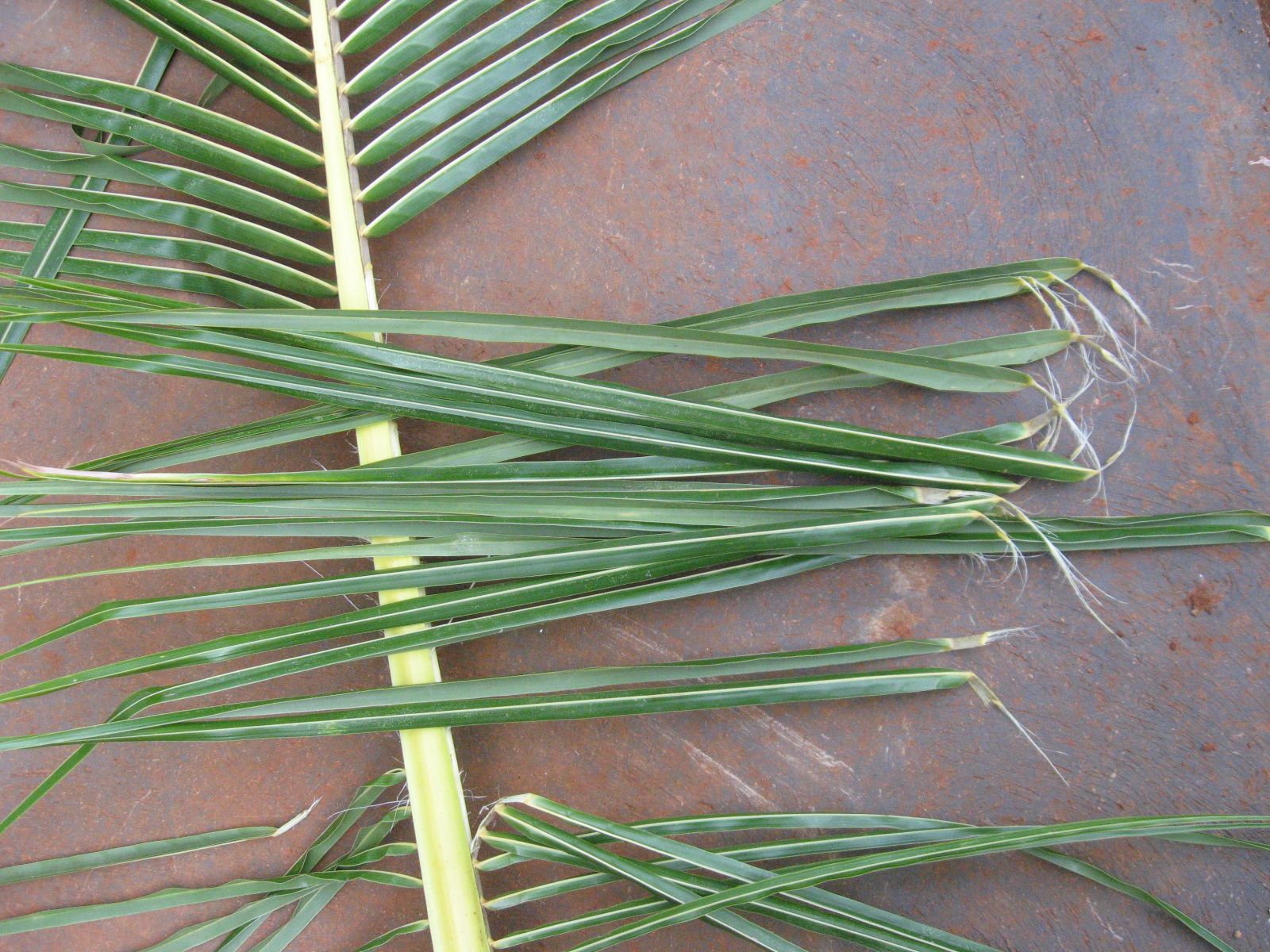 How to Weave a Small Mat From Coconut Leaves : 4 Steps (with Pictures ...