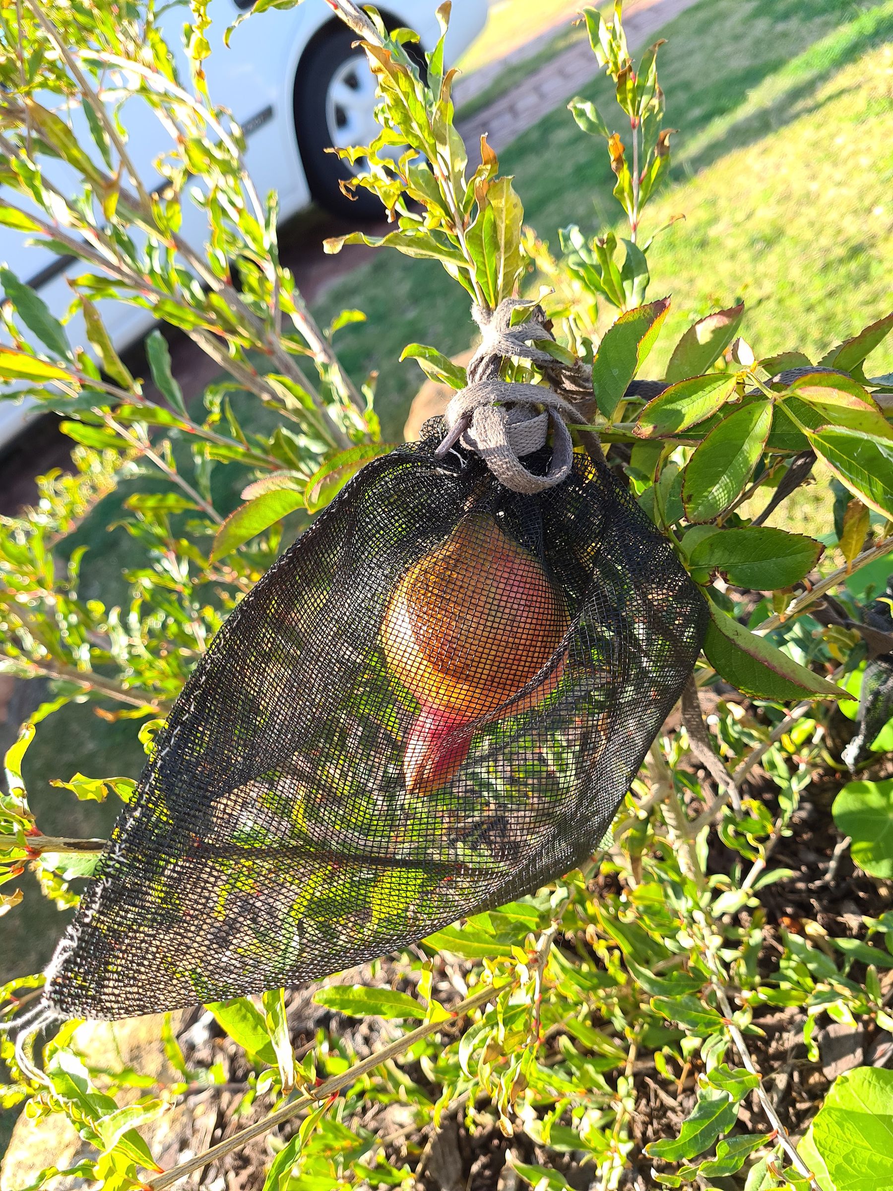Fruit Protection Bags : 4 Steps (with Pictures) - Instructables