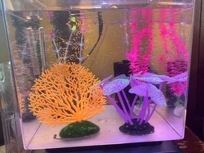 Keeping Dwarf Seahorses : 14 Steps (with Pictures) - Instructables