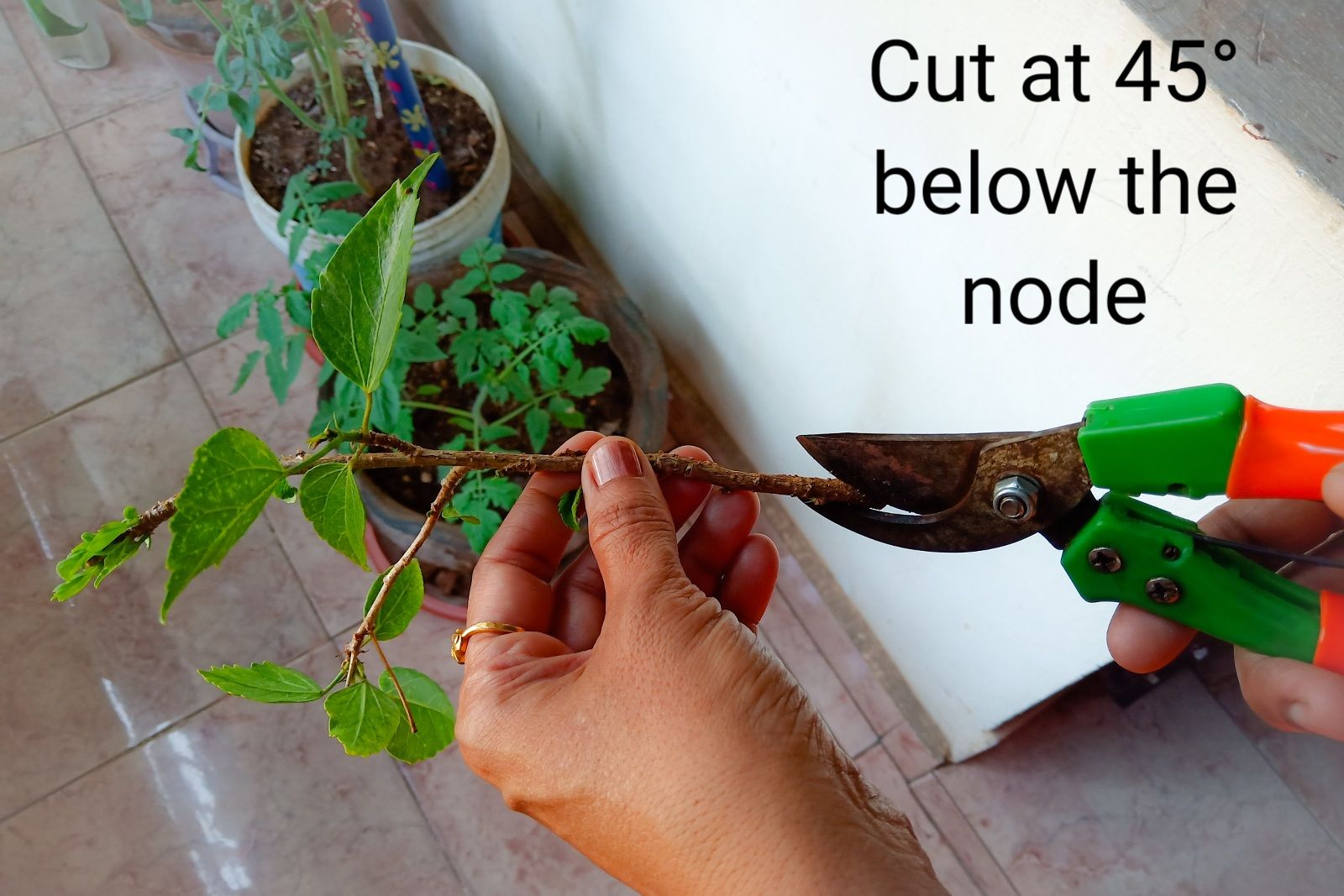 Steps to Grow Plants From Stem Cuttings : 7 Steps (with Pictures ...