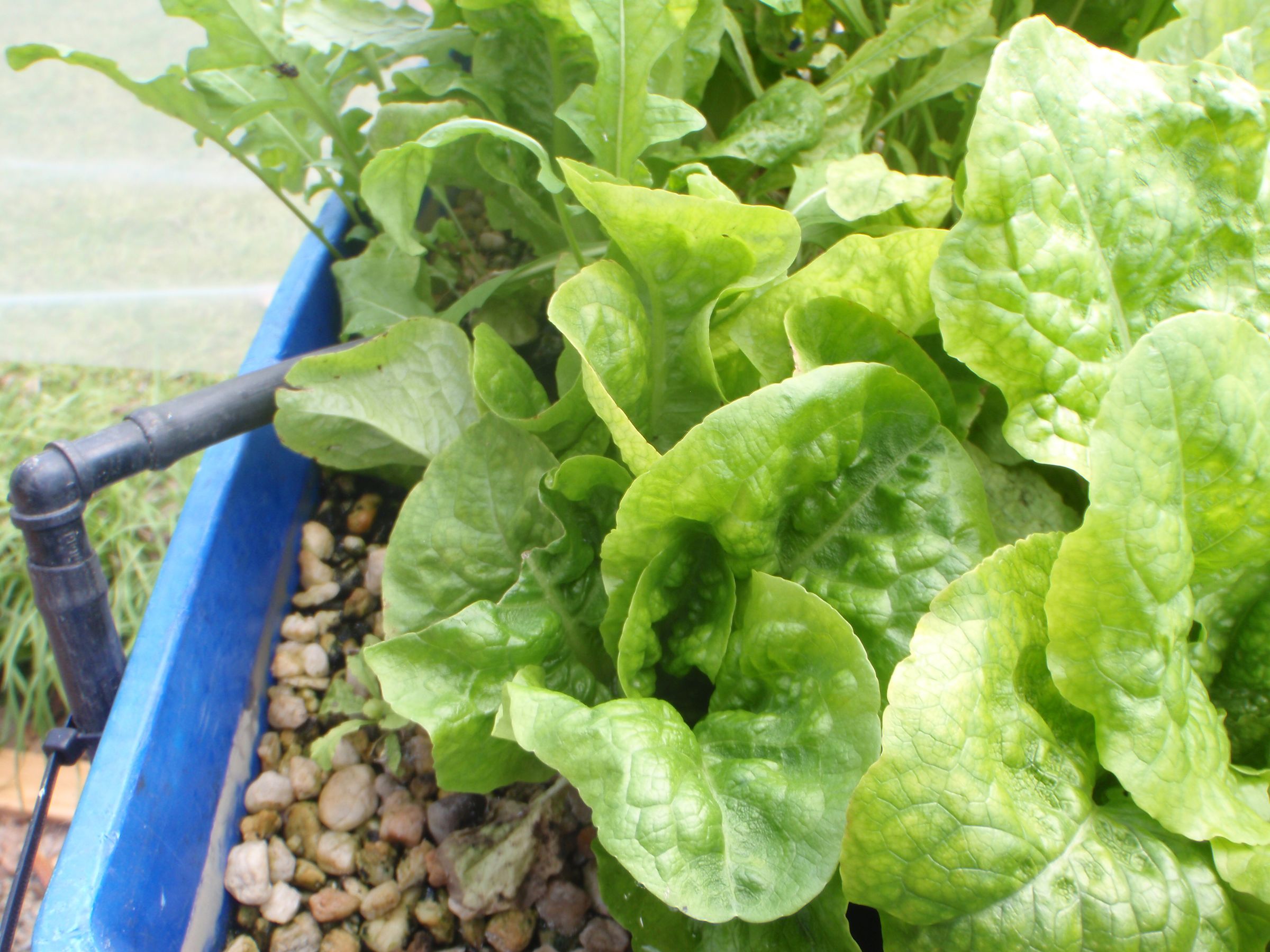 Vermiponic Garden : 12 Steps (with Pictures) - Instructables