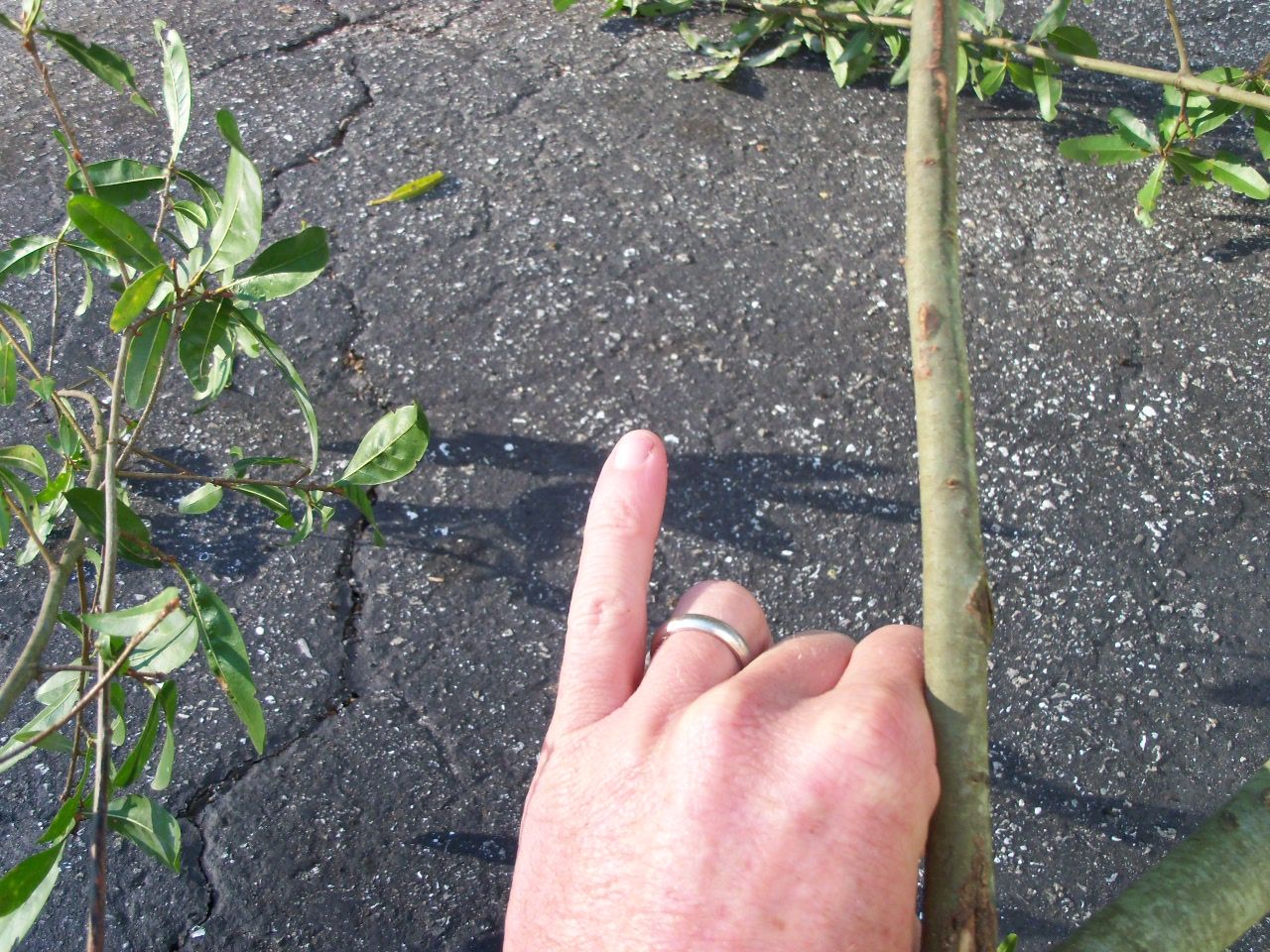 I Have a Whammy Diddle in My Pocket - How to Make a Gee-haw Stick Toy ...