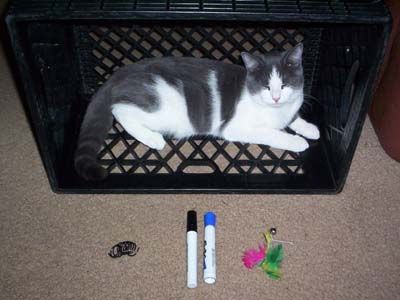 Cat Trap : 4 Steps (with Pictures) - Instructables