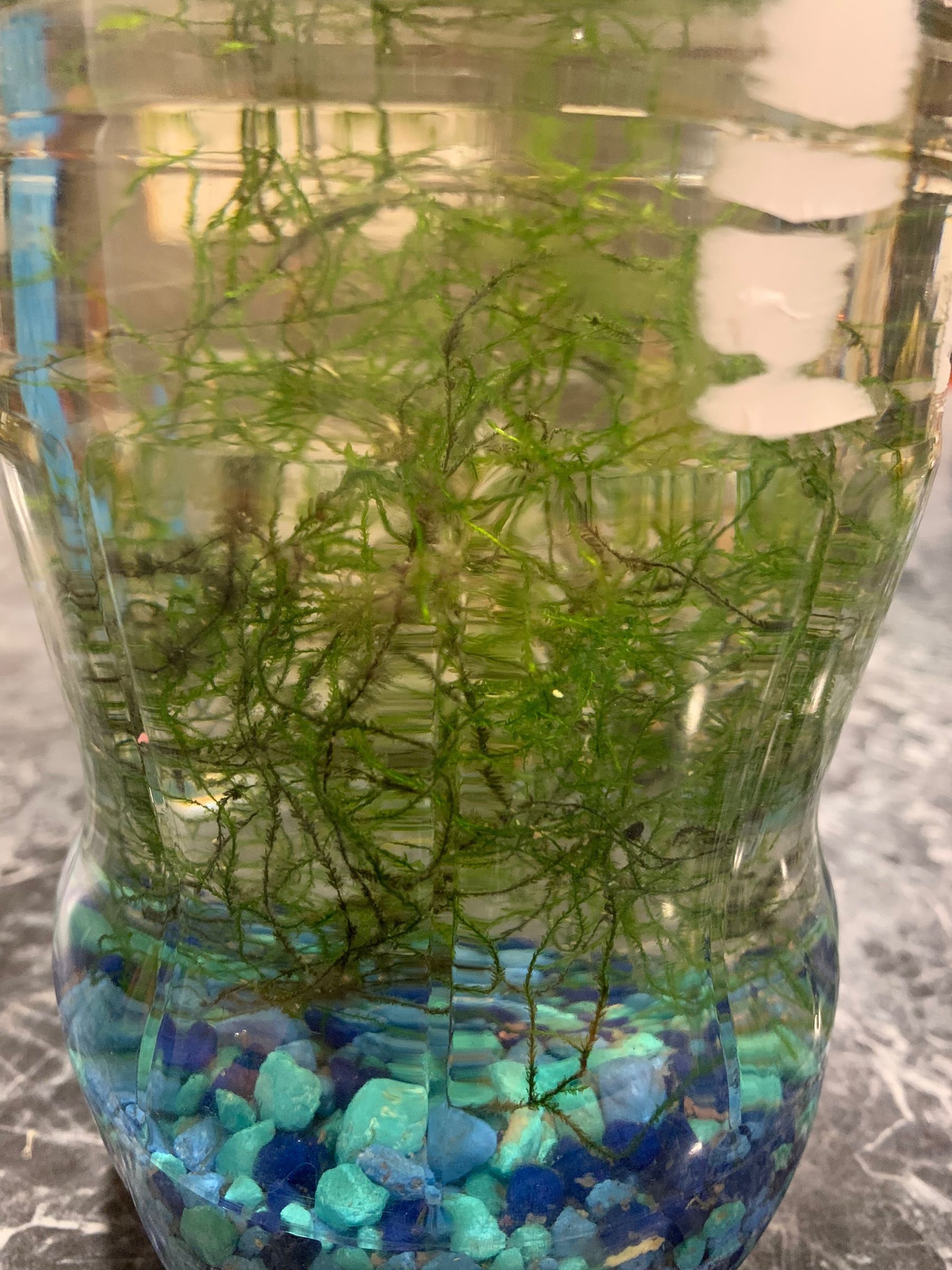 Ecosystem in a Bottle : 11 Steps (with Pictures) - Instructables