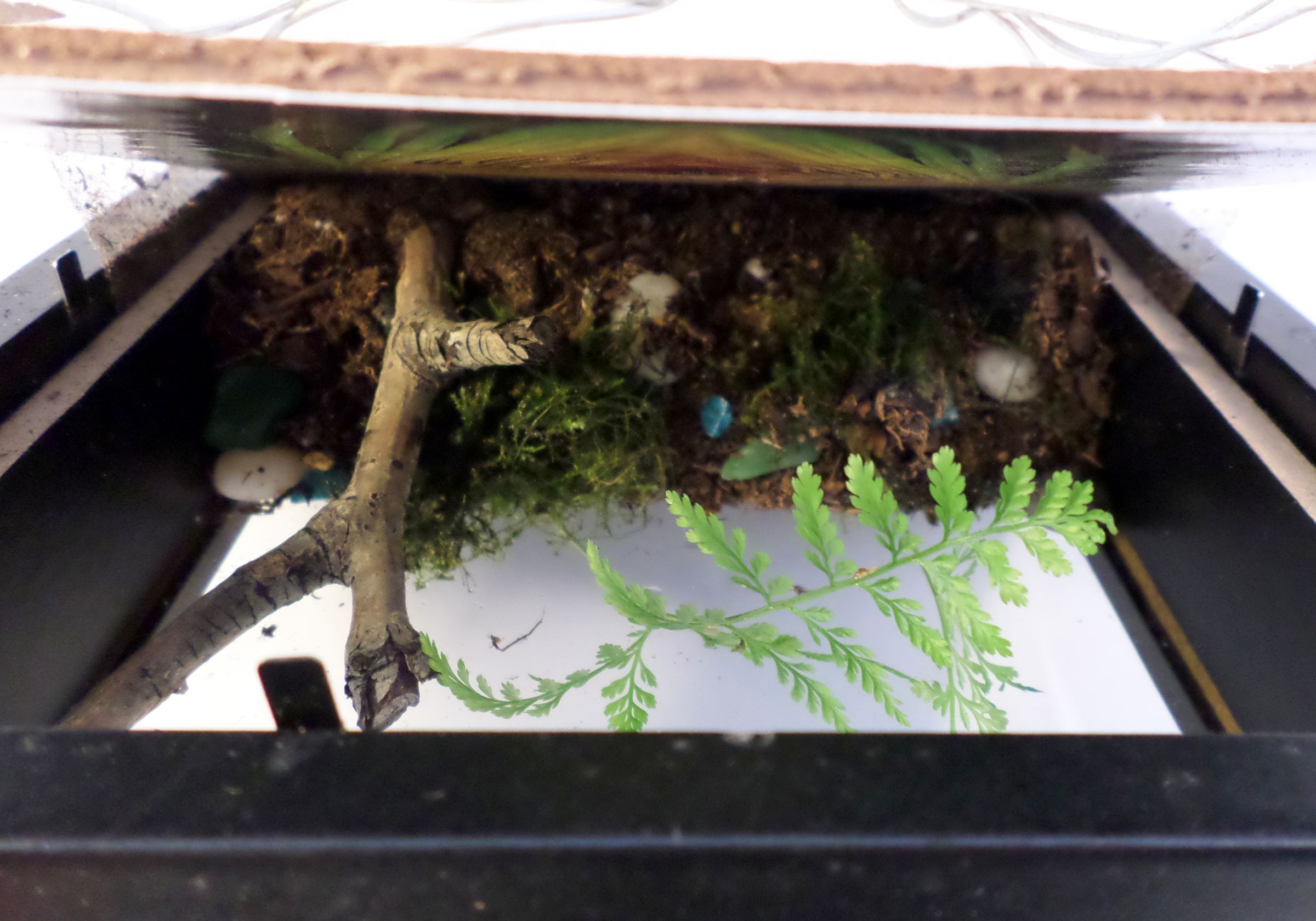 Picture Frame Terrarium : 13 Steps (with Pictures) - Instructables