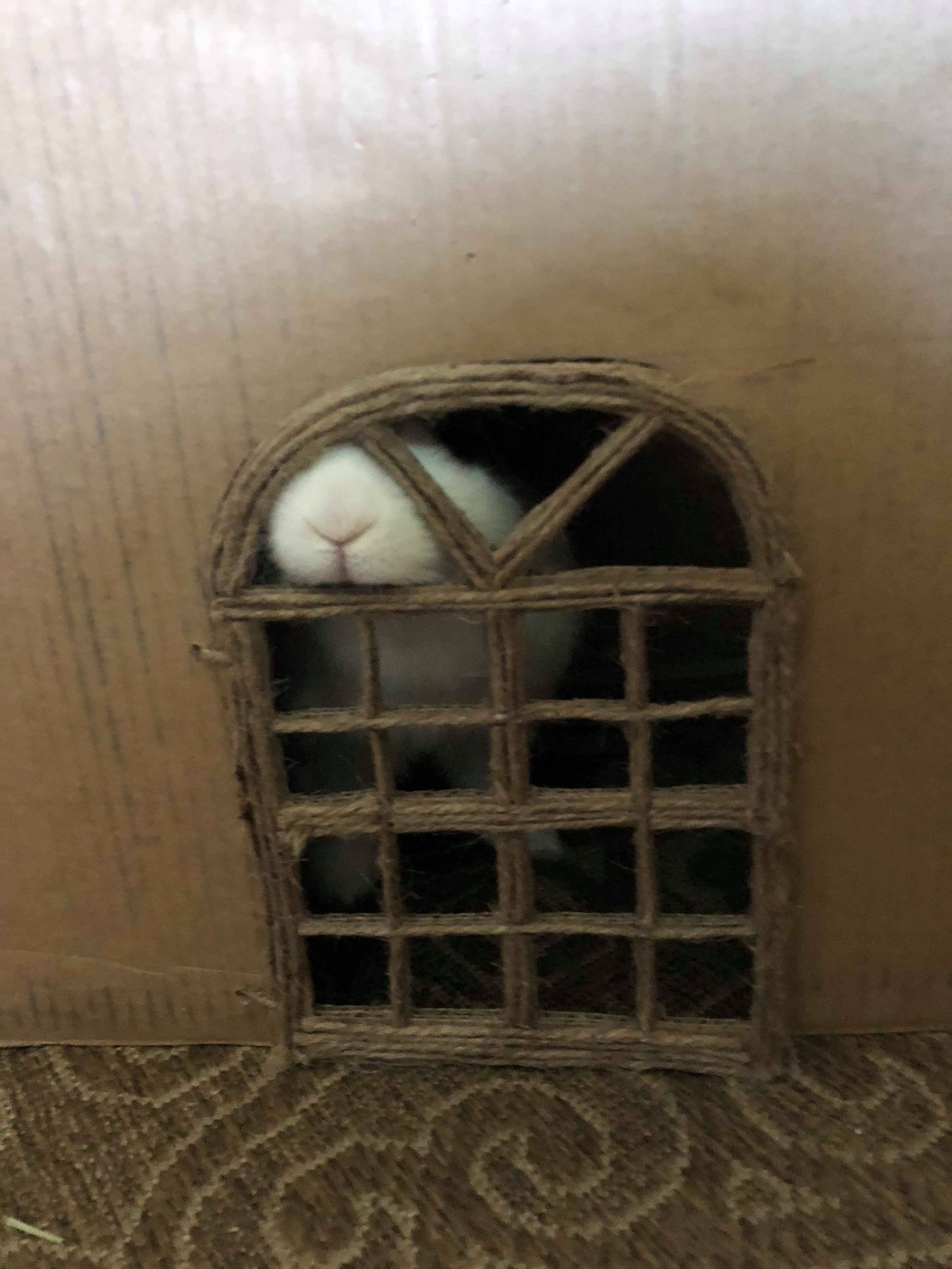 Cardboard Bunny House : 13 Steps - Instructables