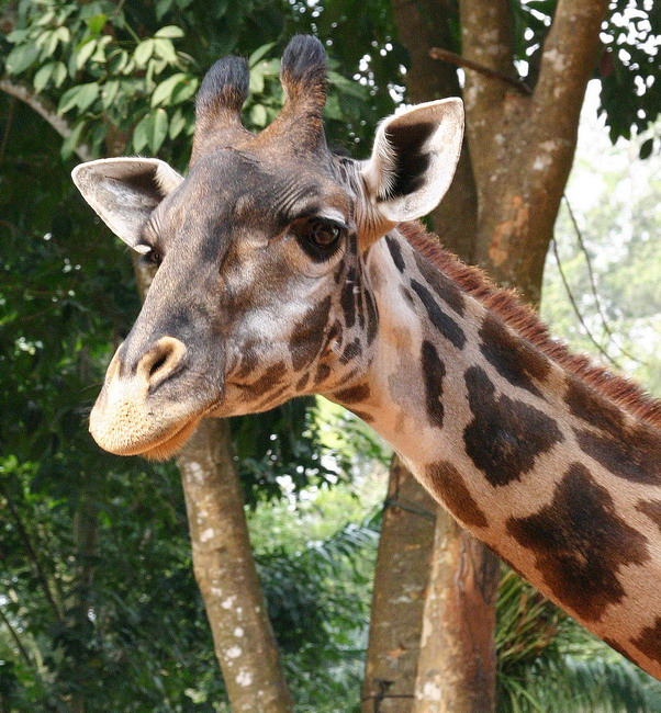 How to Morph Animals Using GIMP (free Software) : 5 Steps - Instructables