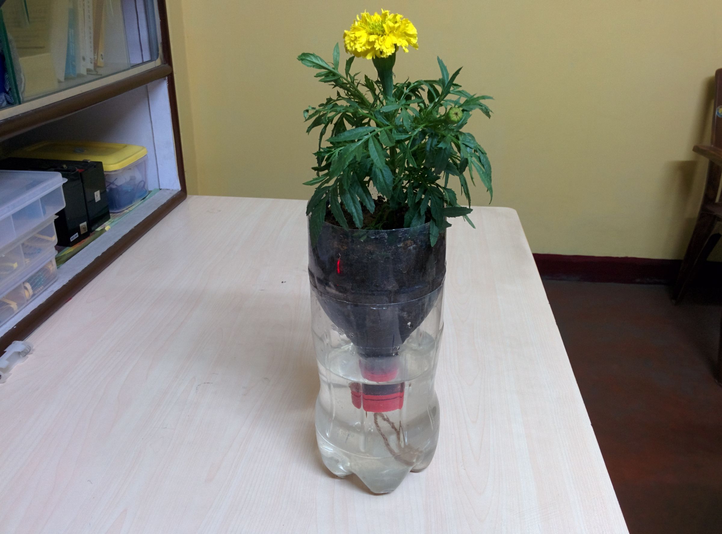 Recycled Bottle Self Watering Hydroponics : 7 Steps (with Pictures ...