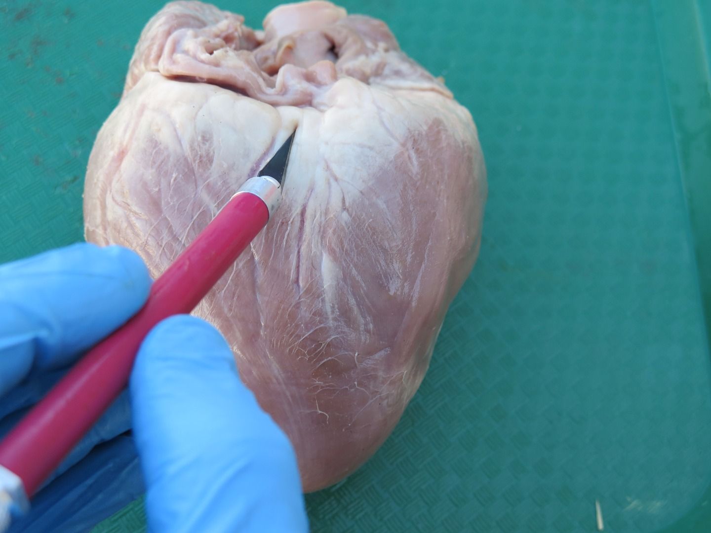 Pig Heart Dissection Worksheet