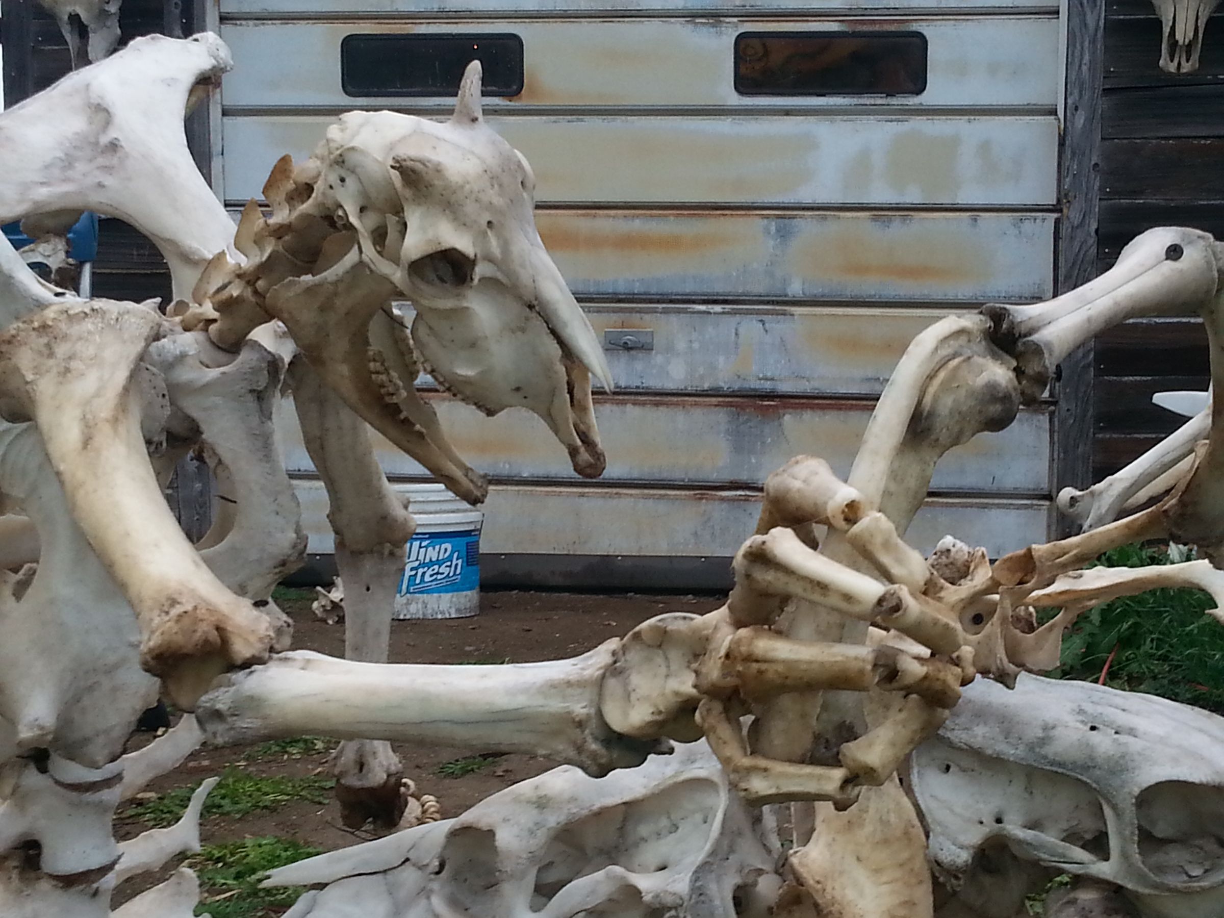 Bone Sculptures : 11 Steps (with Pictures) - Instructables