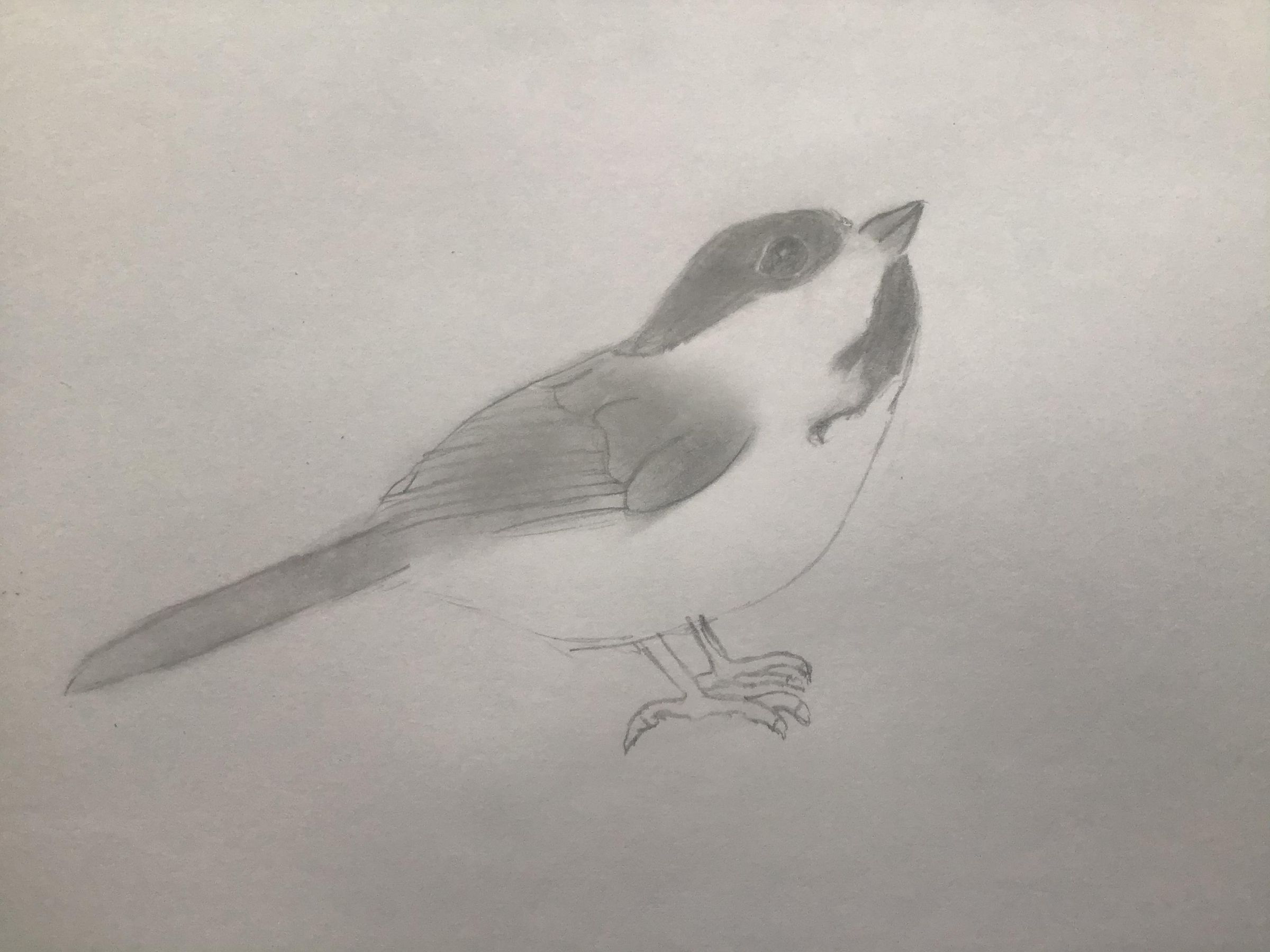 How to Draw a Chickadee : 7 Steps - Instructables