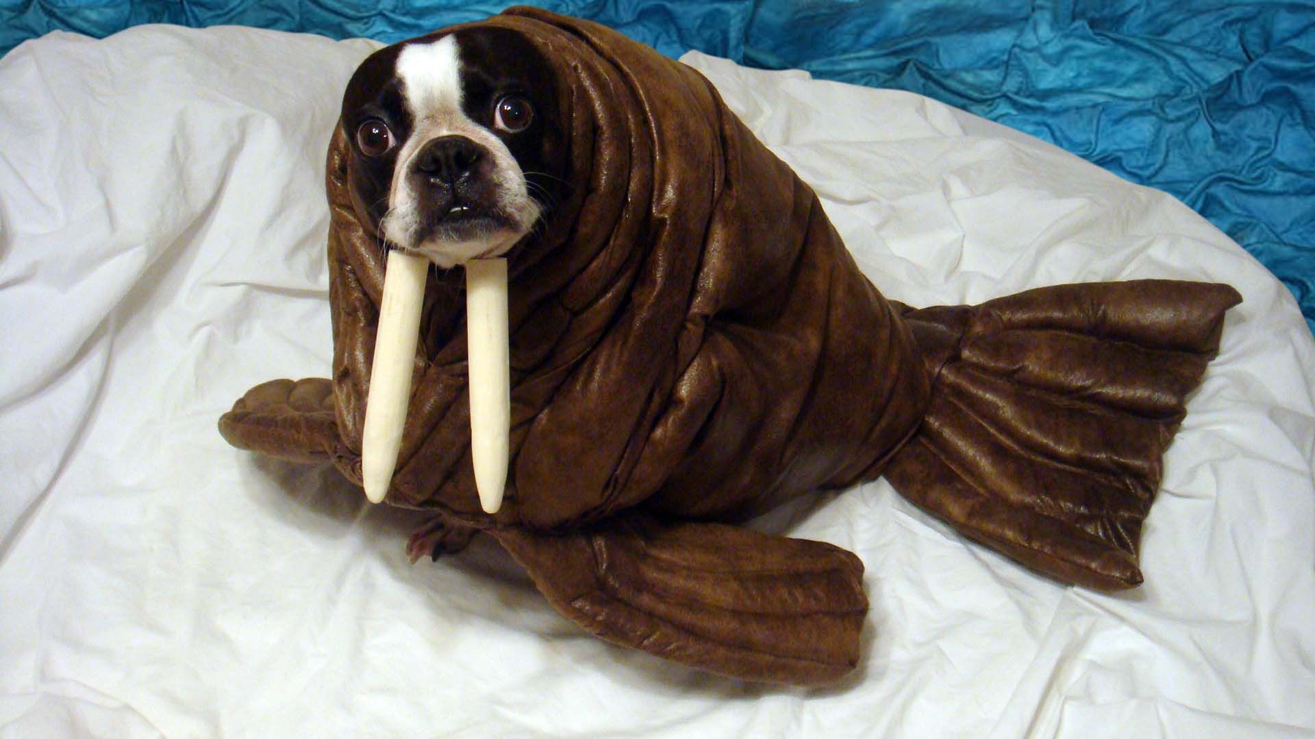 Halloween Pet Costumes - Instructables