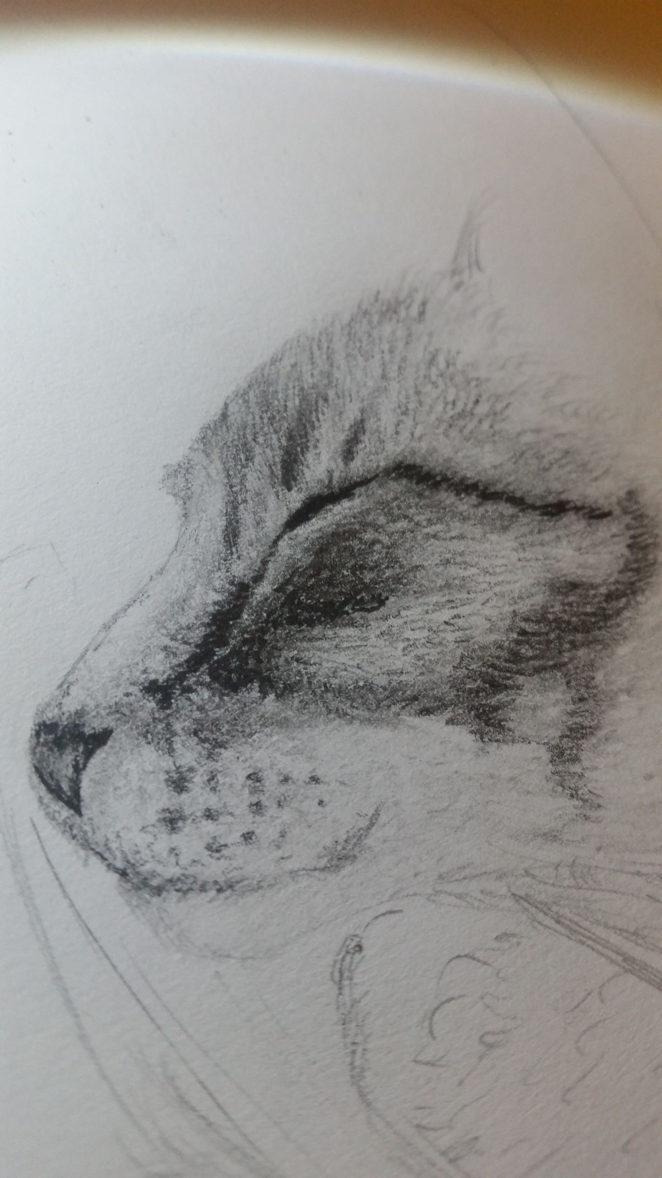 How to Draw Fur : 6 Steps - Instructables