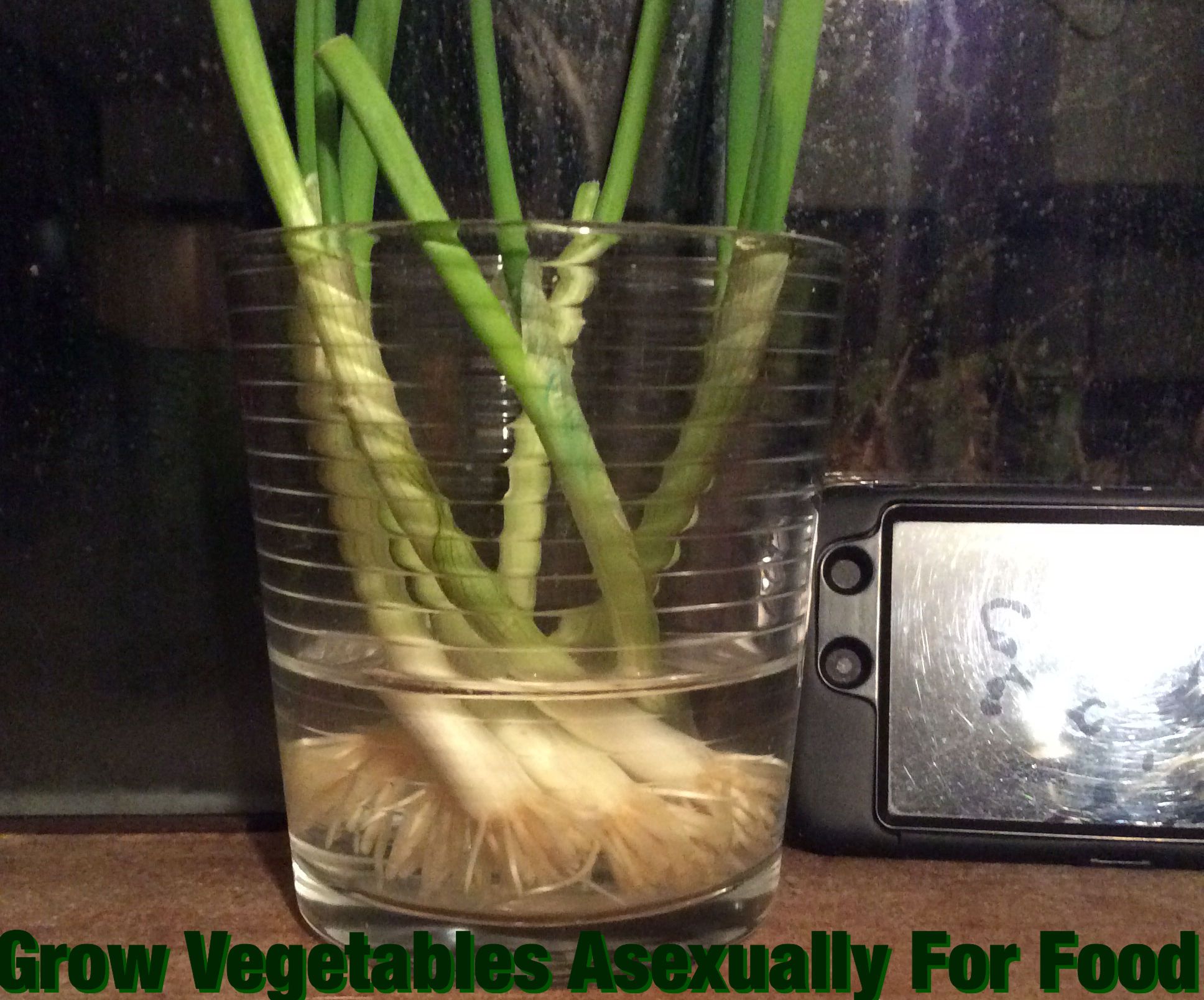 Grow Vegetables Asexually for the Apocalypse : 5 Steps (with Pictures ...