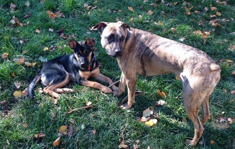 How to Choose a Second Dog : 9 Steps (with Pictures) - Instructables