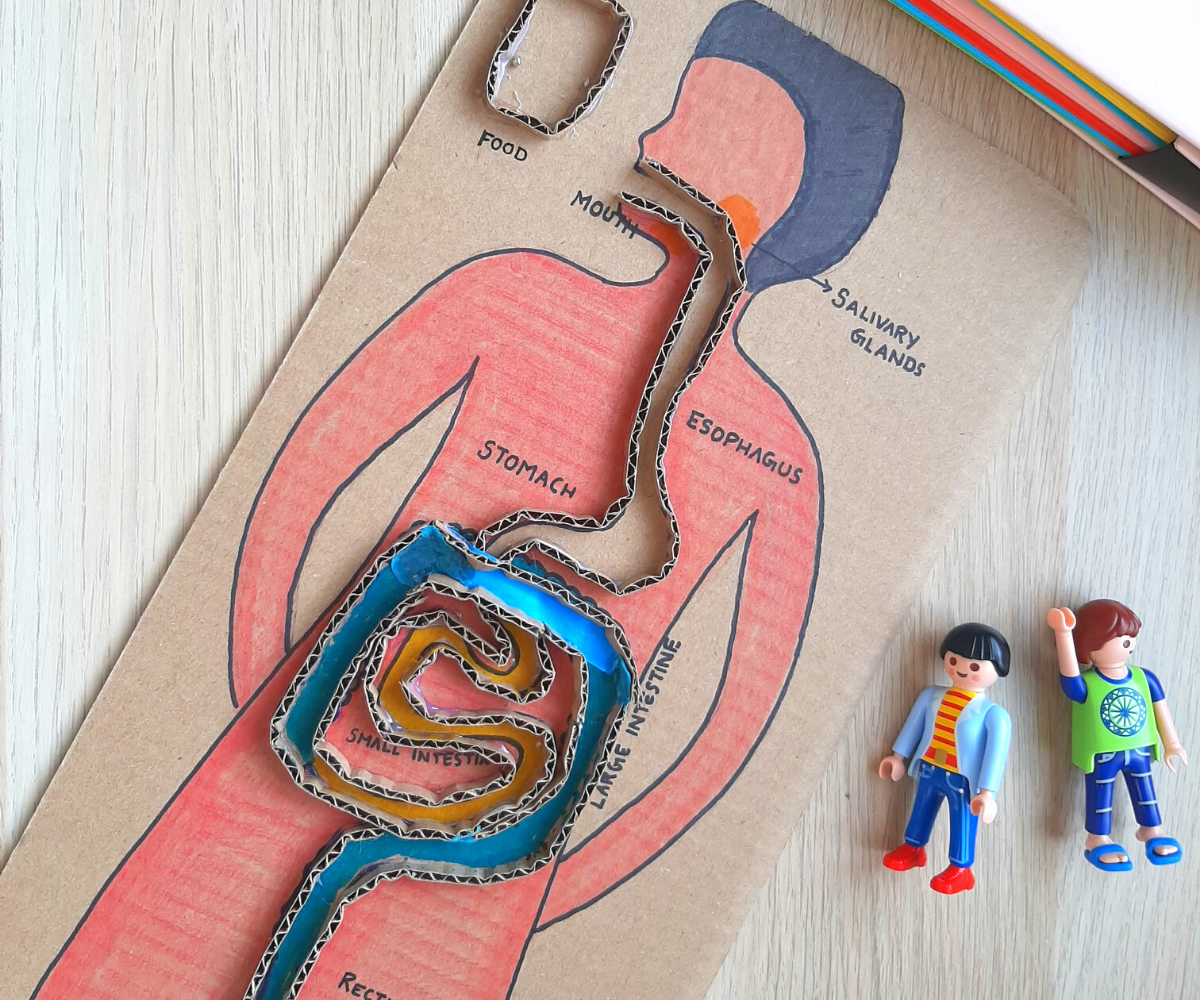 Interactive Digestive System : 9 Steps (with Pictures) - Instructables