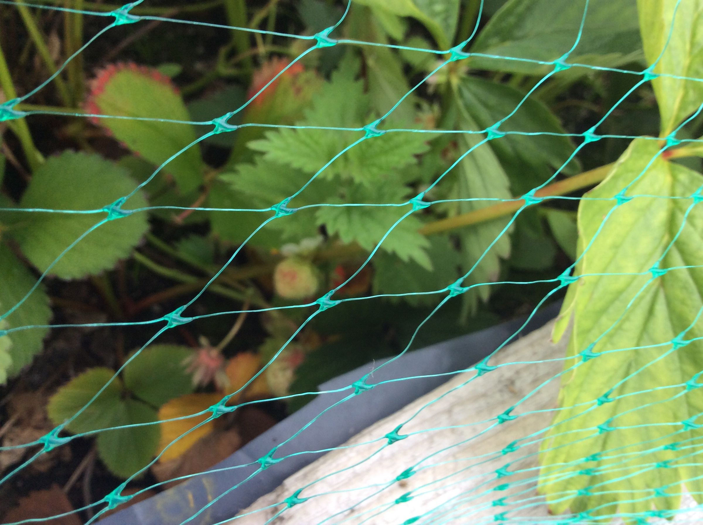 Raised Bed Electric Slug Fence : 3 Steps (with Pictures) - Instructables