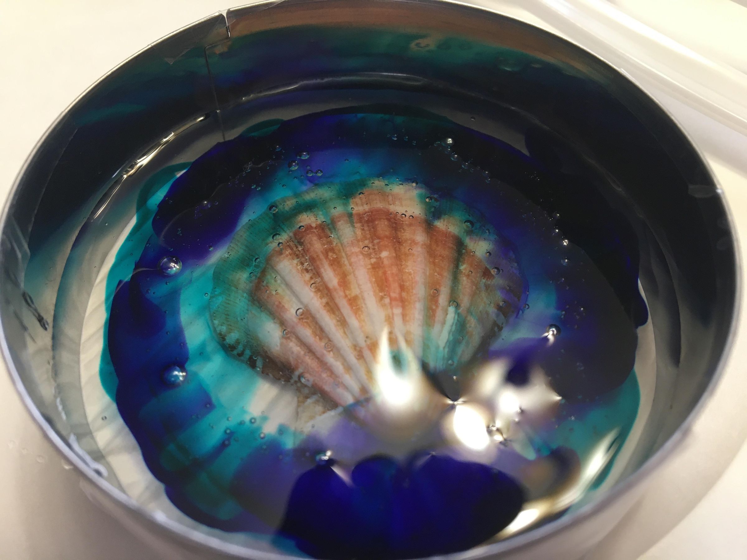 Seashell Sun Catchers : 8 Steps (with Pictures) - Instructables