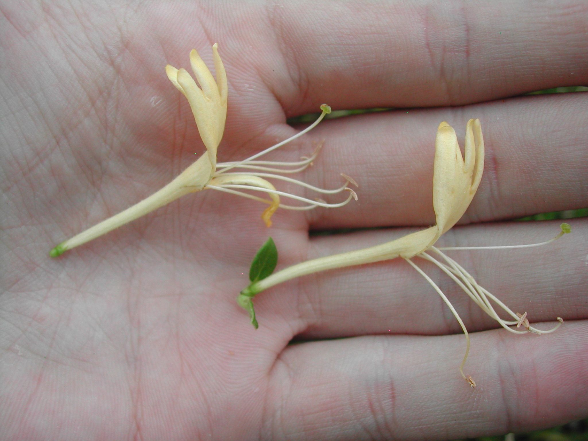 Honeysuckle: Harvesting the Sweet Nectar of Life : 5 Steps (with ...