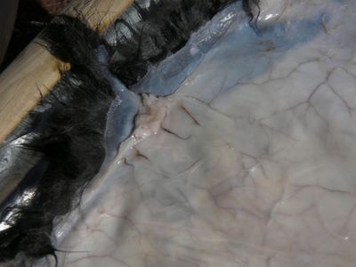 Make a Rabbit Fur Hat From Scratch : 5 Steps (with Pictures ...