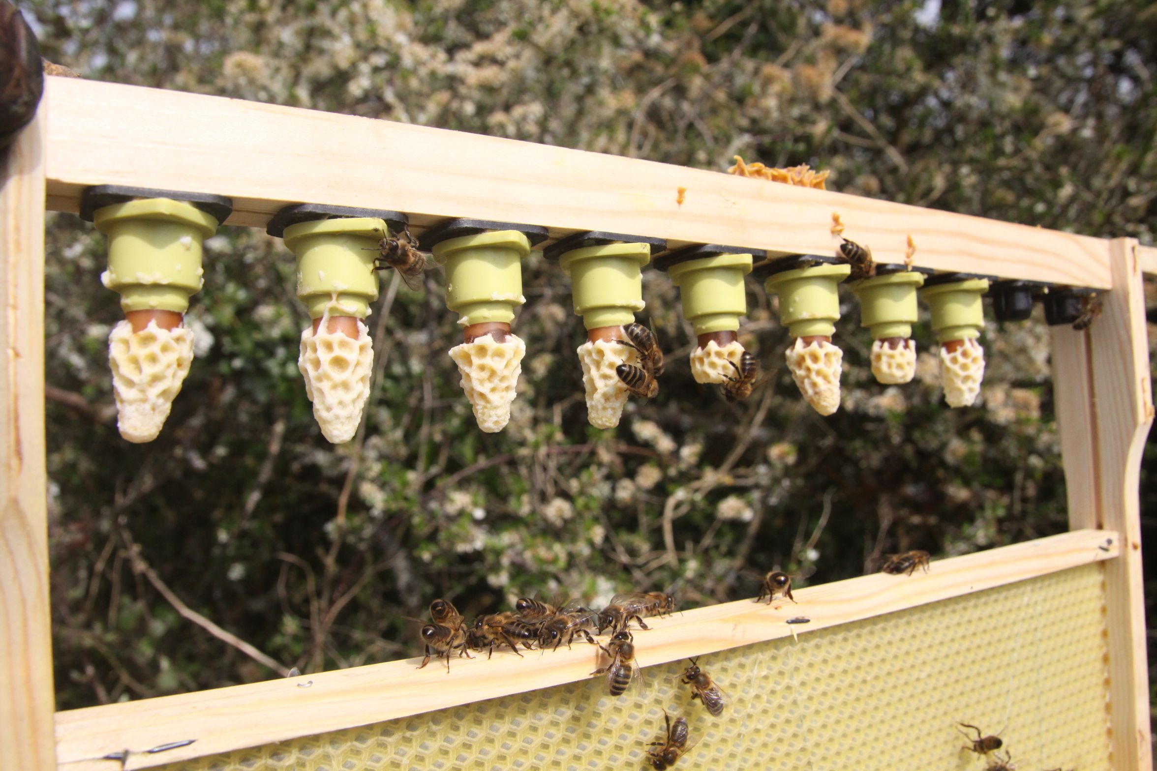 An Easy Way to Make a Nucleus of Honey Bees With Queen Cell Grafting ...