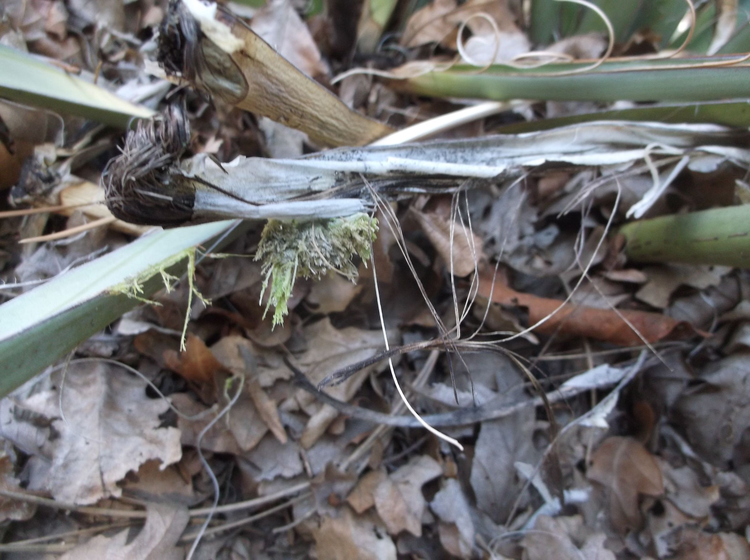 Processing Yucca Fibre With Primitive Tools : 6 Steps (with Pictures ...