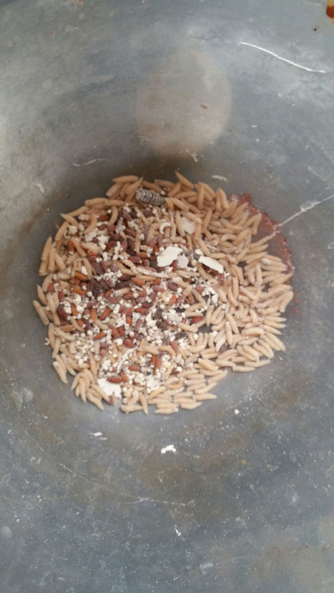 Fly Farm Box. Maggot Box. : 8 Steps (with Pictures) - Instructables