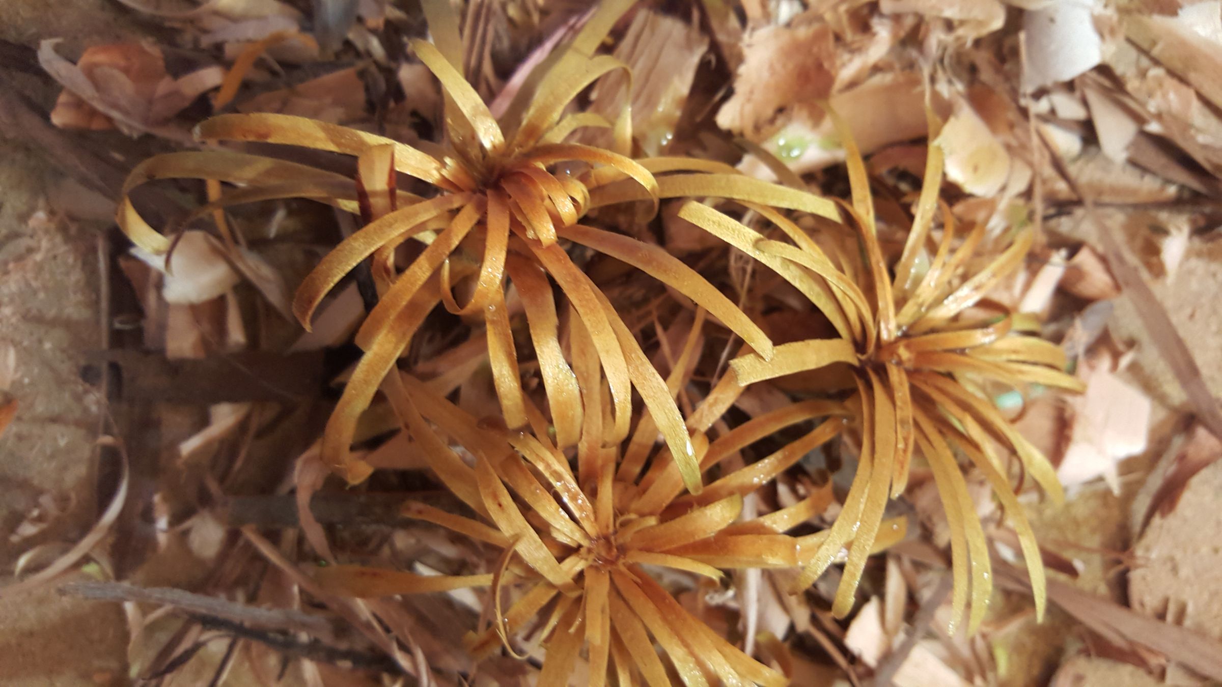 The Simple Realistic Wooden Flower : 8 Steps (with Pictures ...