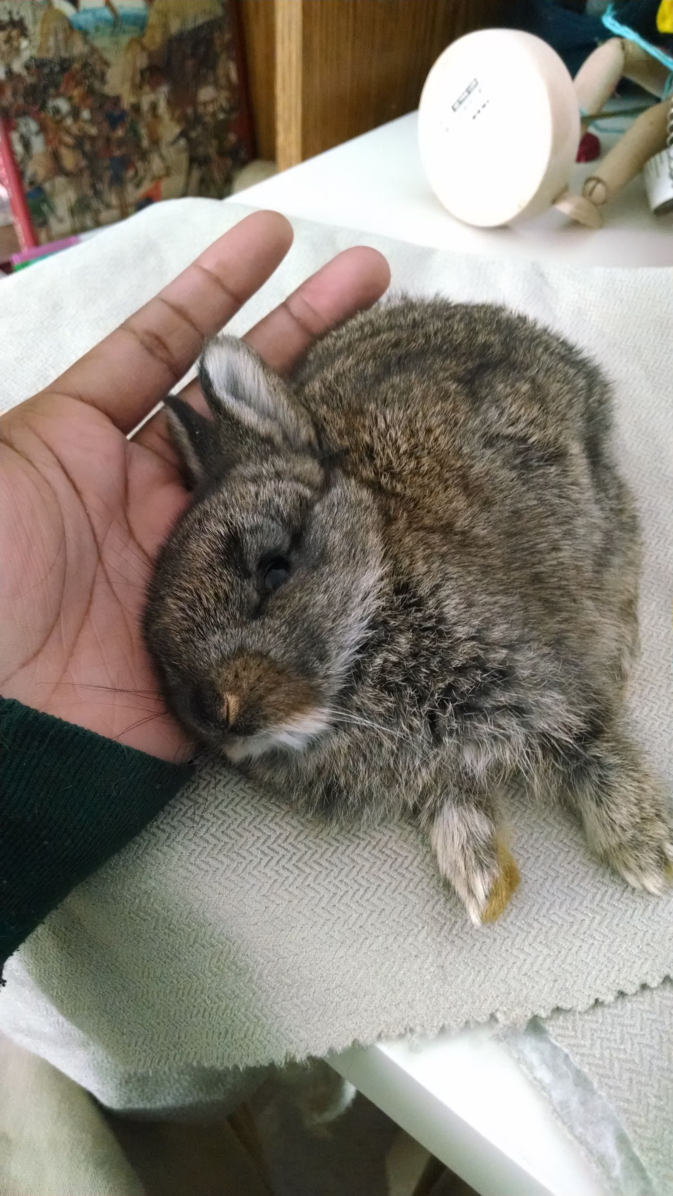 Small Rabbit Farming : 7 Steps (with Pictures) - Instructables