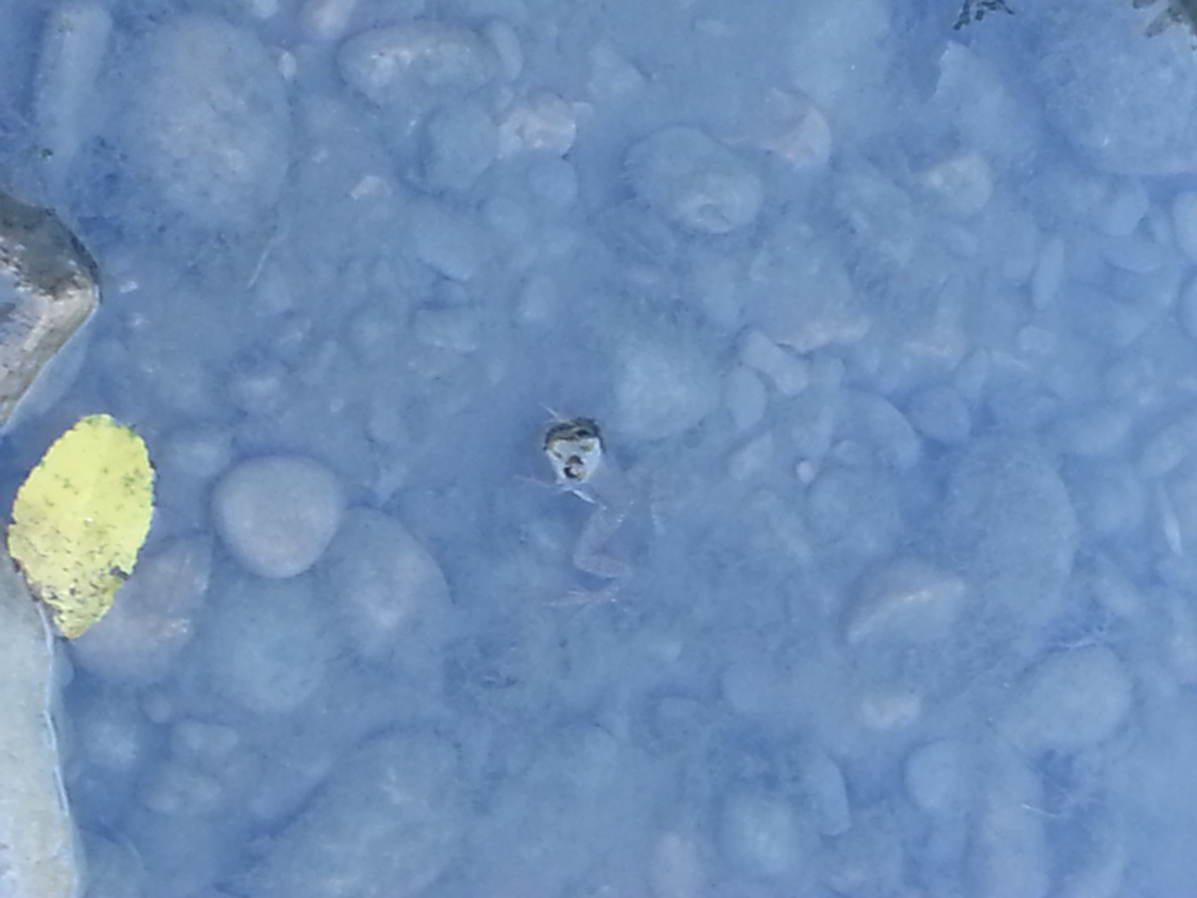 Budget Microfishing : 8 Steps (with Pictures) - Instructables