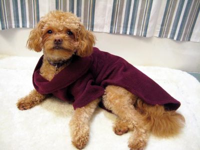 Snuggie for Dogs : 5 Steps (with Pictures) - Instructables