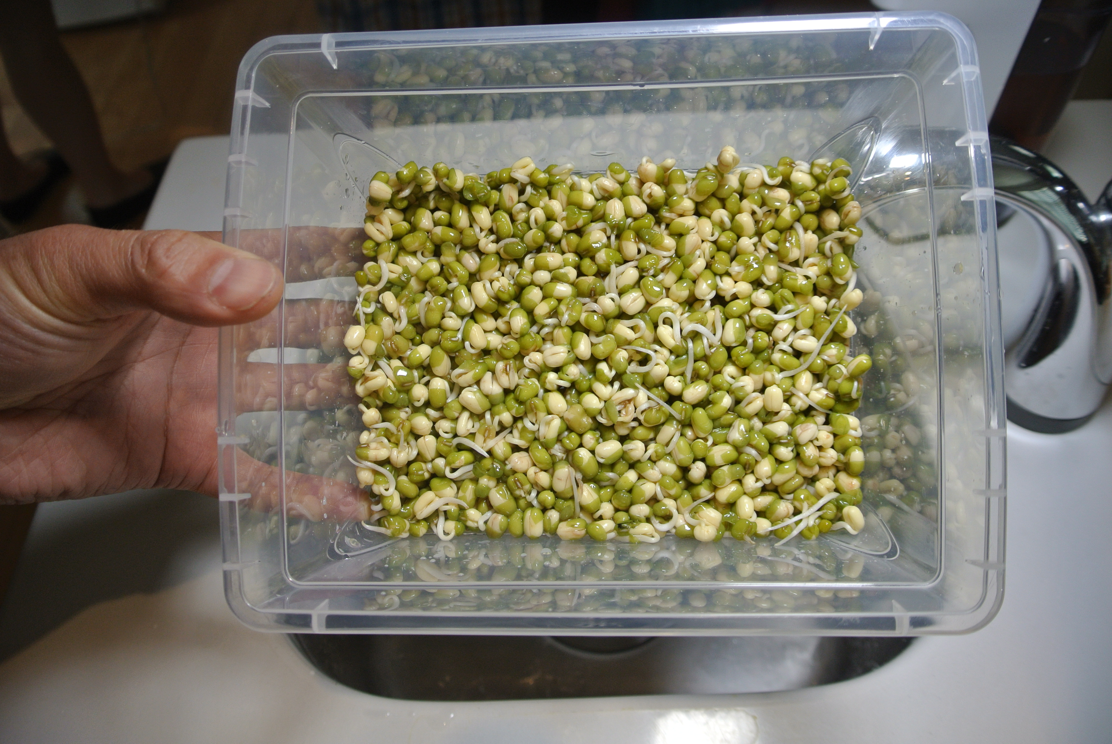 Growing Bean Sprouts : 7 Steps (with Pictures) - Instructables