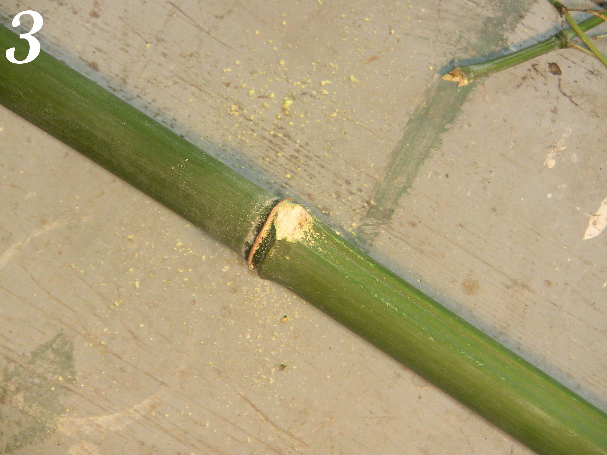 Make 4 Easy Bamboo Flutes for Free! : 7 Steps (with Pictures ...